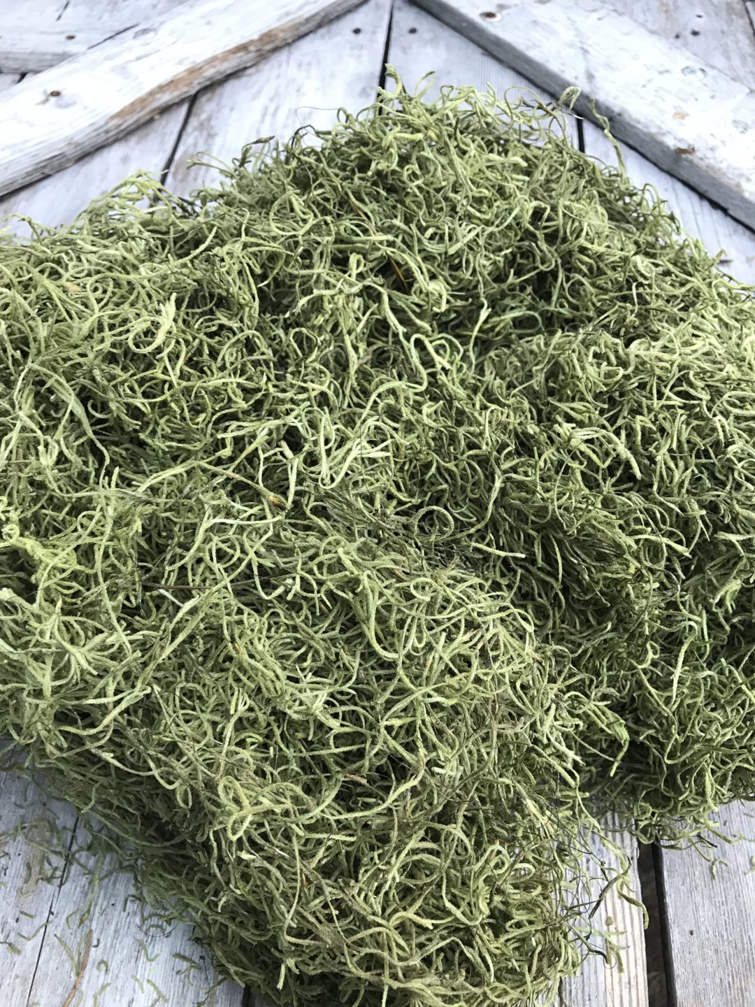 Light Green Dried Spanish Moss - Kelea's Florals