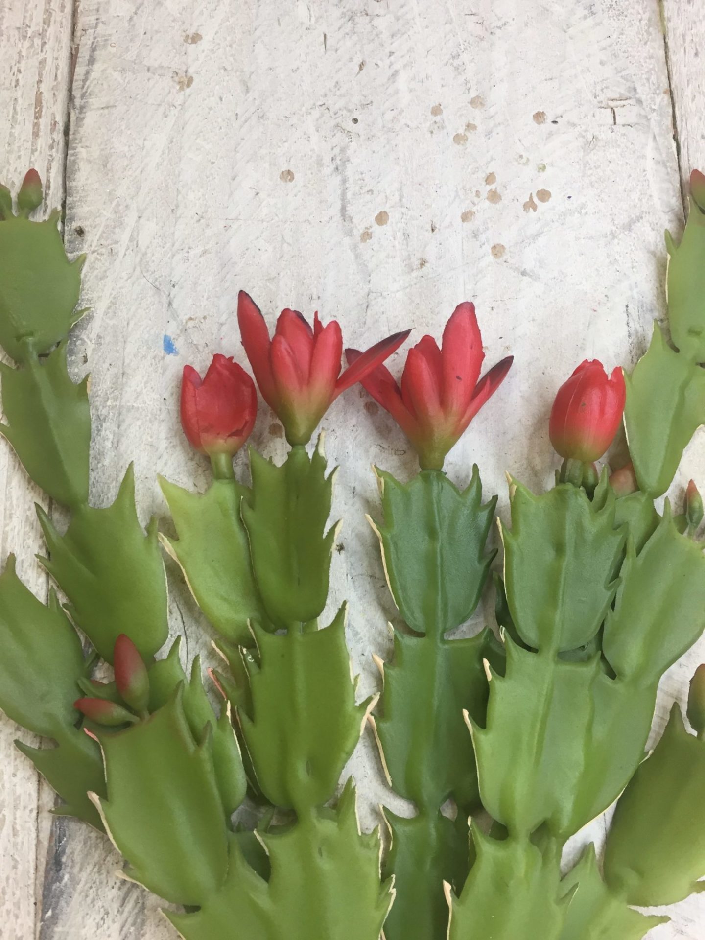 12" Red Christmas Cactus Succulent Pick - Kelea's Florals