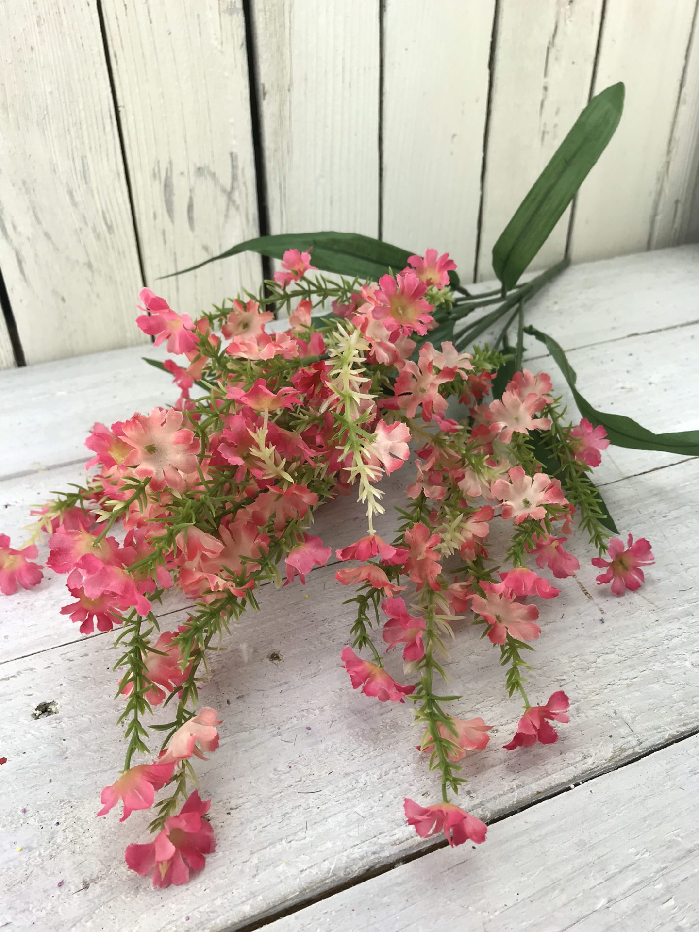 Hot Pink Corn Flower bush - Kelea's Florals