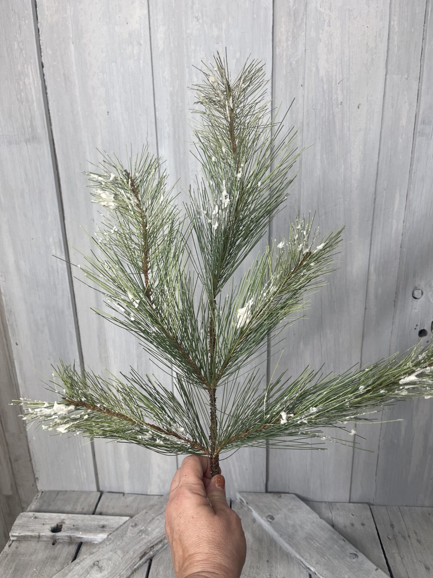Silver Fir Stem - Kelea's Florals