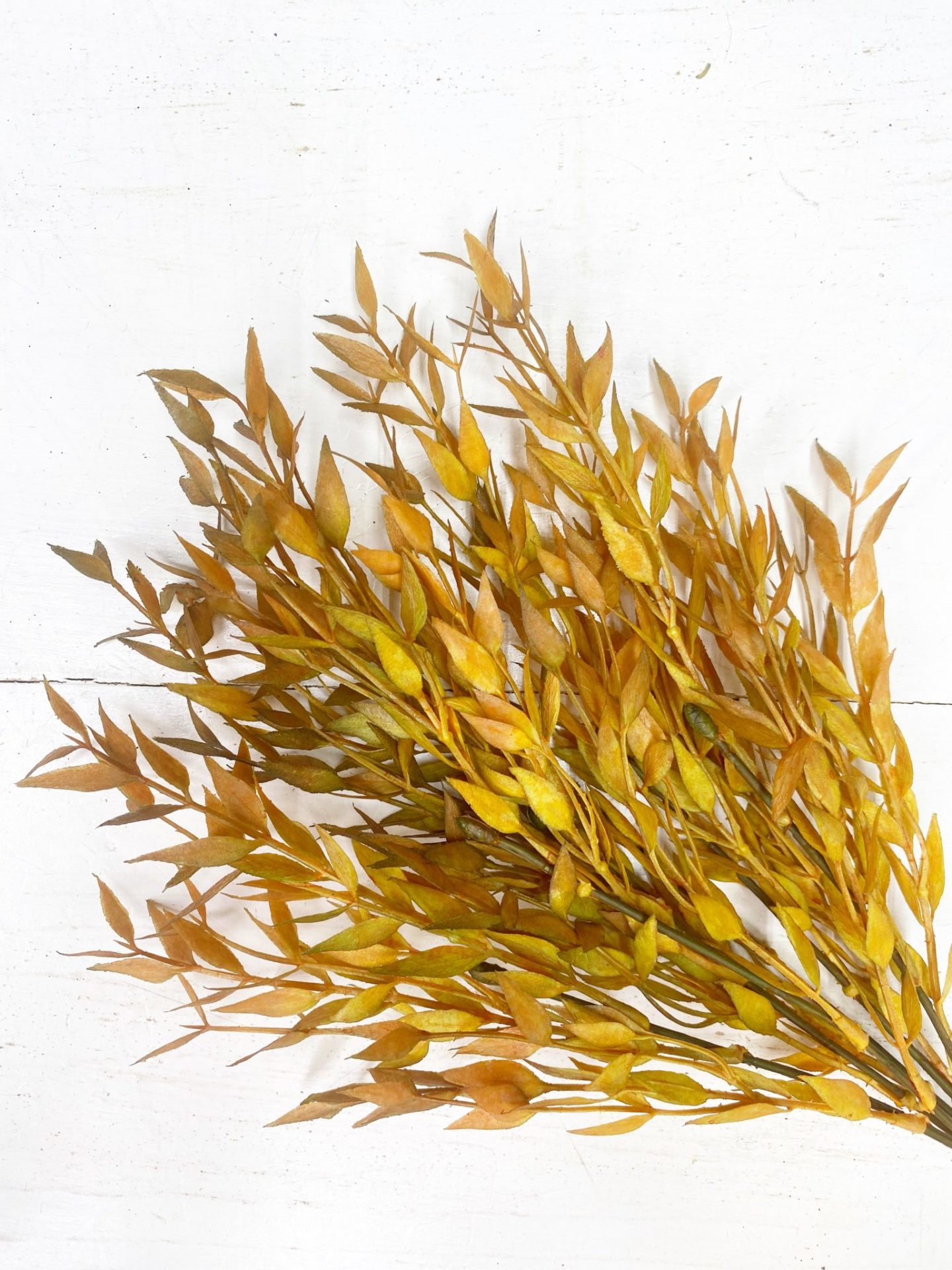 Small Fall Velvet Ash bush - Kelea's Florals