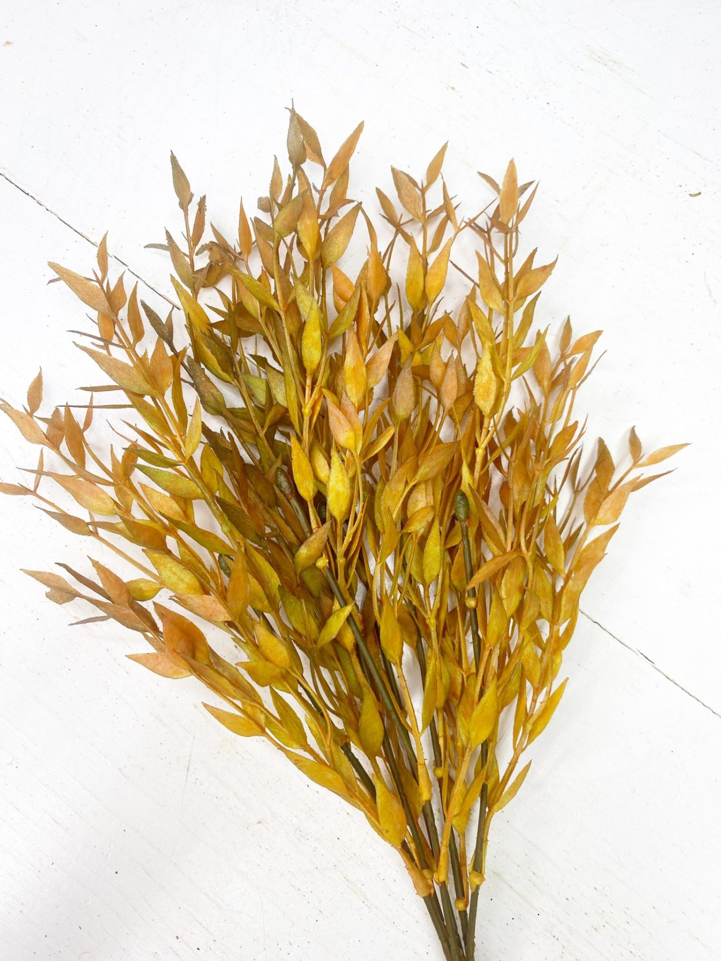 Small Fall Velvet Ash bush - Kelea's Florals