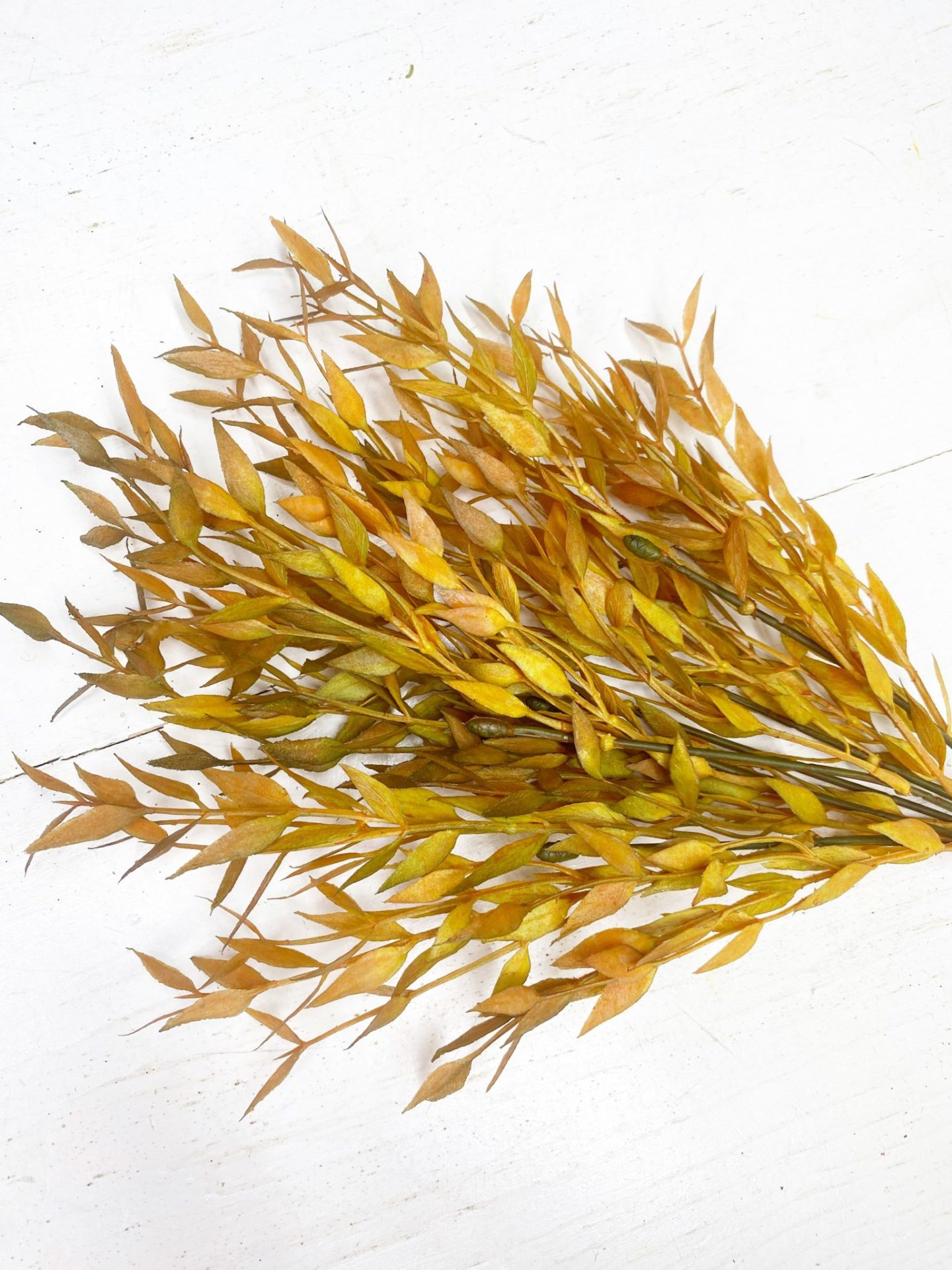 Small Fall Velvet Ash bush - Kelea's Florals
