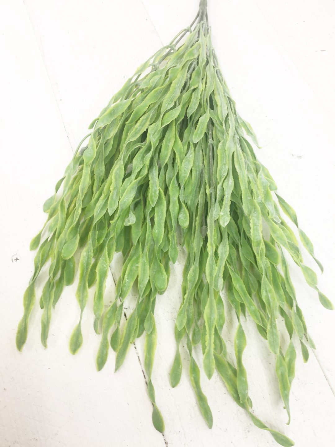 Frosted Curly Grass - Kelea's Florals