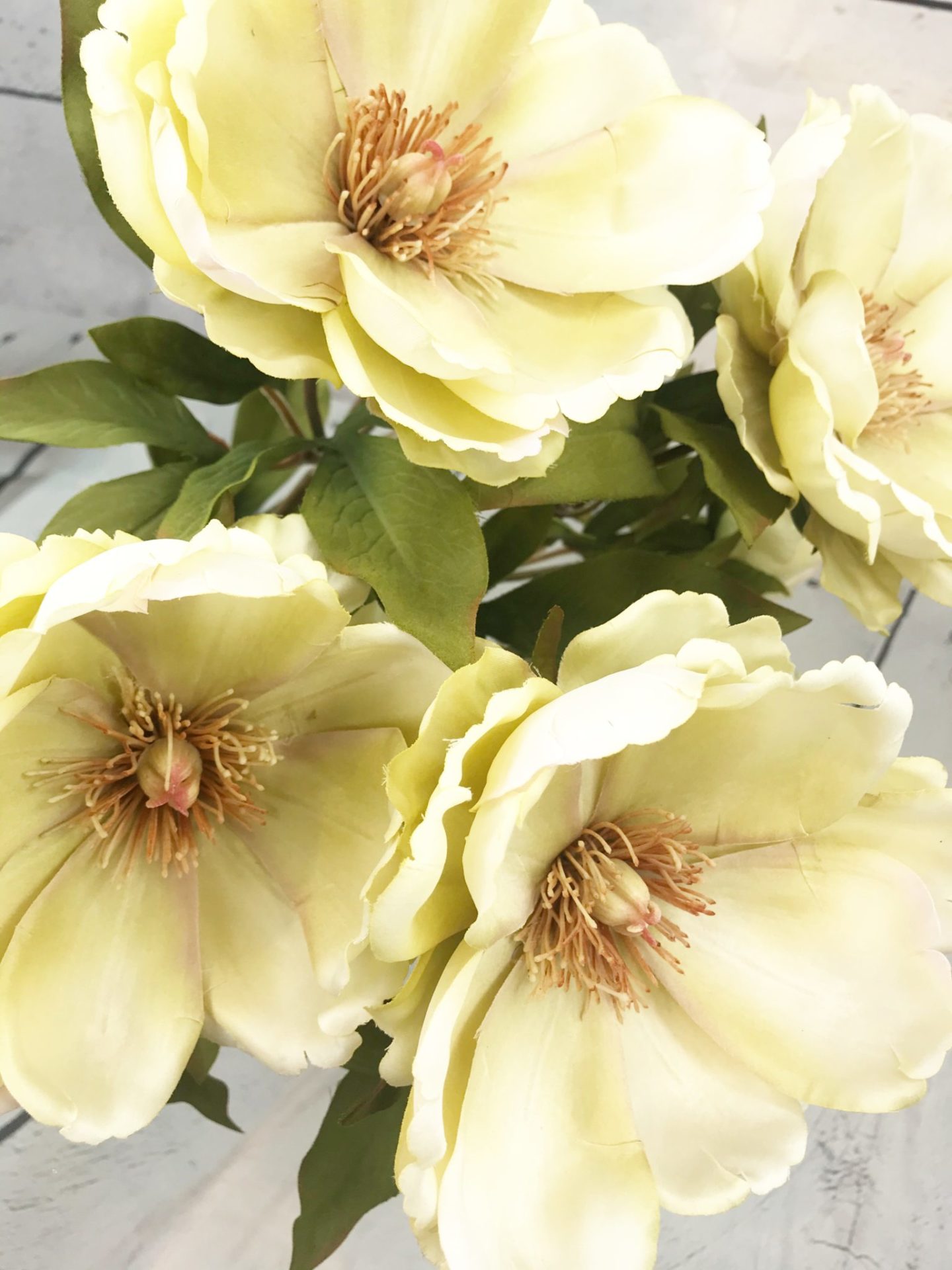 Beige Magnolia Bush - Kelea's Florals
