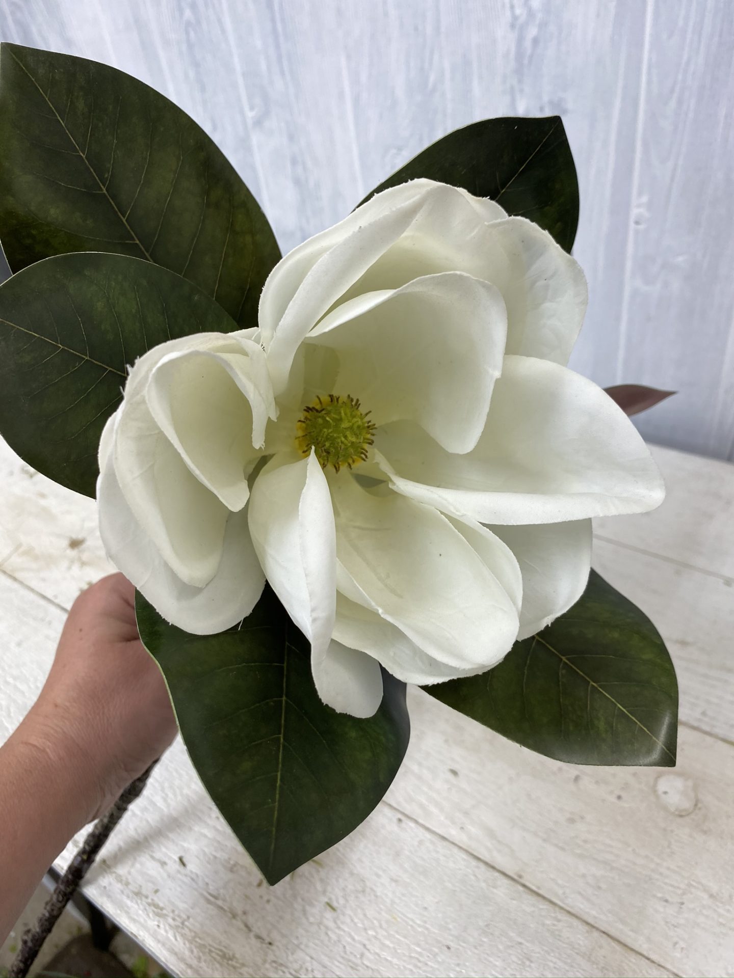 Magnolia Stem - Kelea's Florals