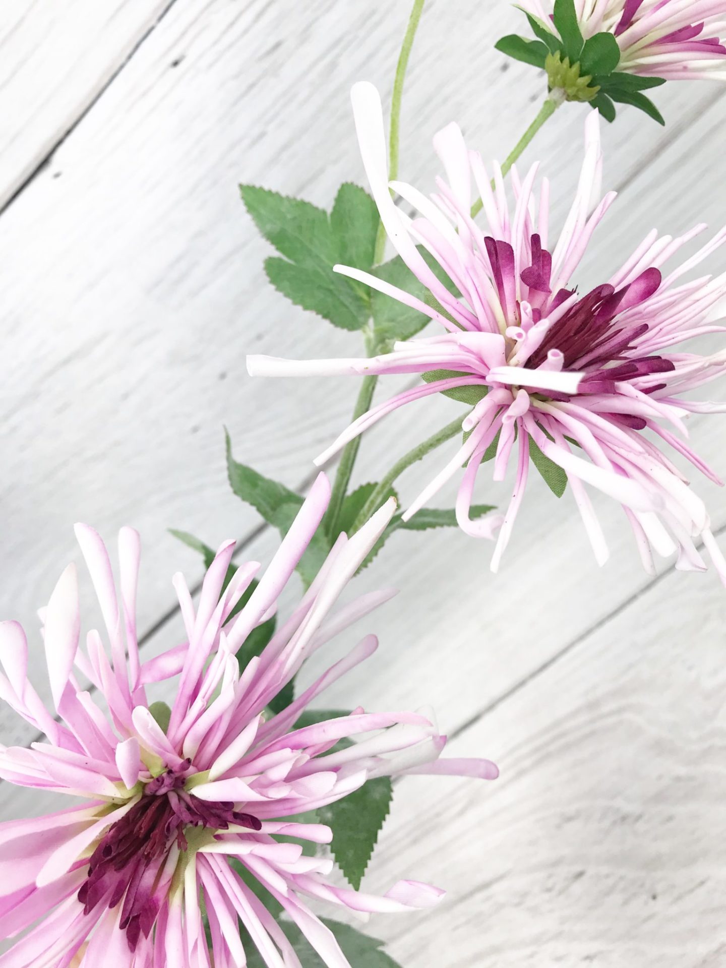 Purple Sassafras Mum Stem - Kelea's Florals