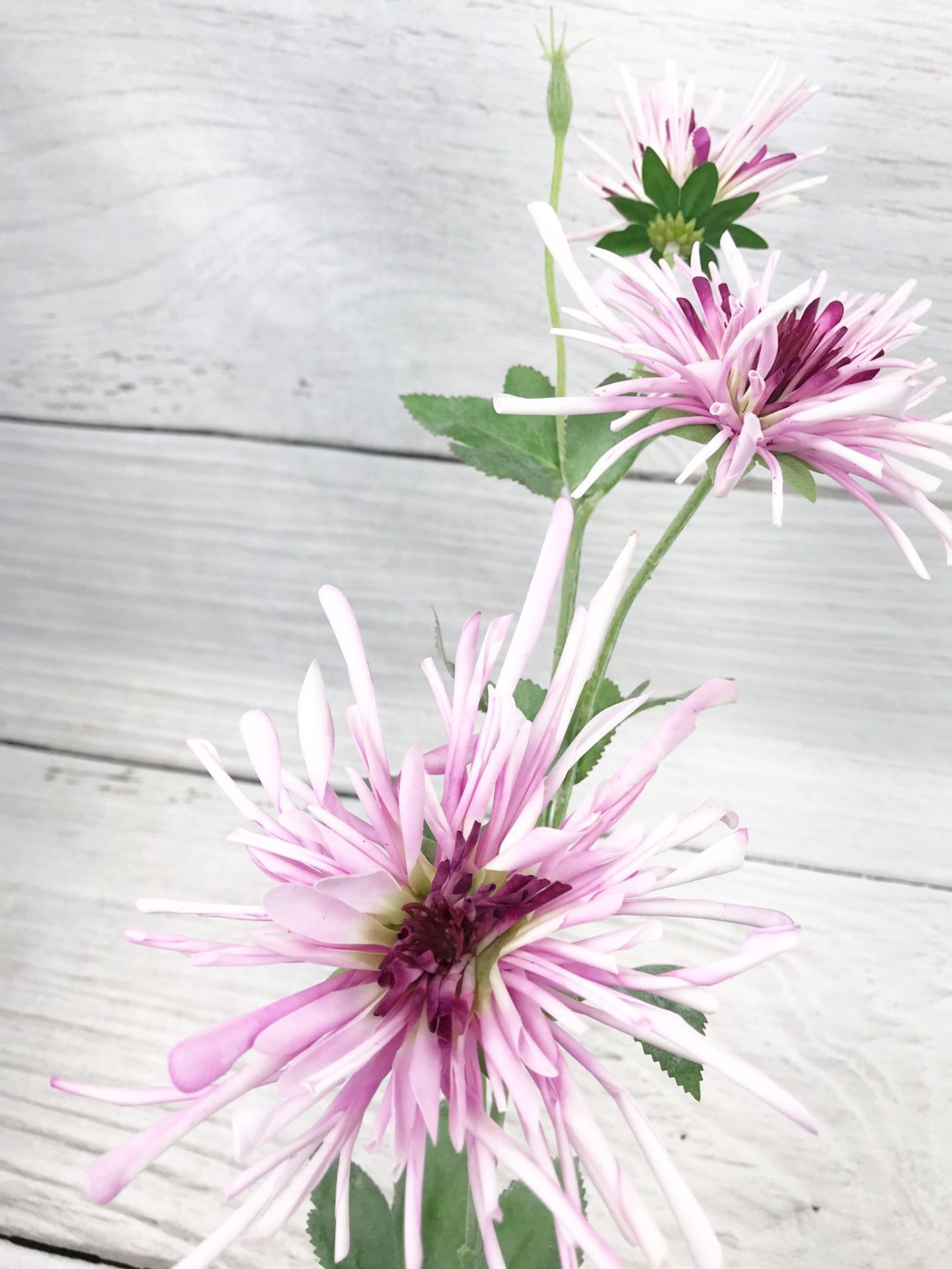 Purple Sassafras Mum Stem - Kelea's Florals