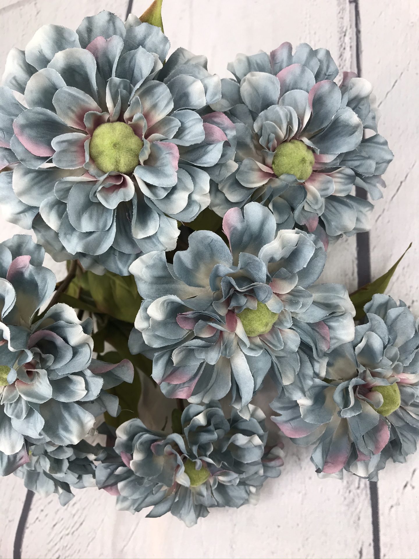 Blue Zinnia Bush - Kelea's Florals
