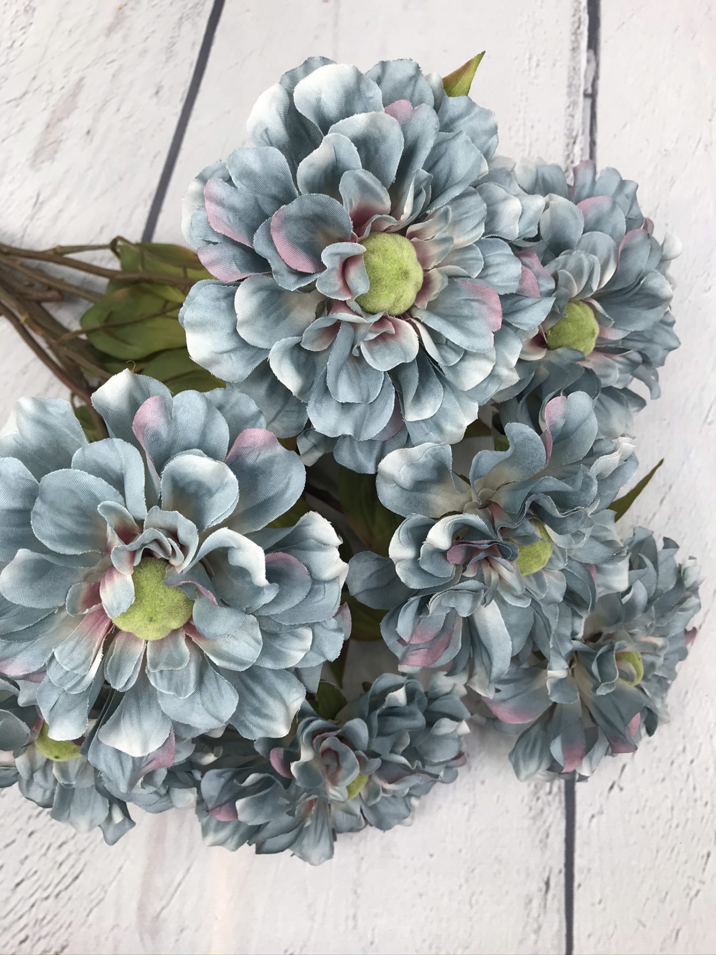 Blue Zinnia Bush - Kelea's Florals