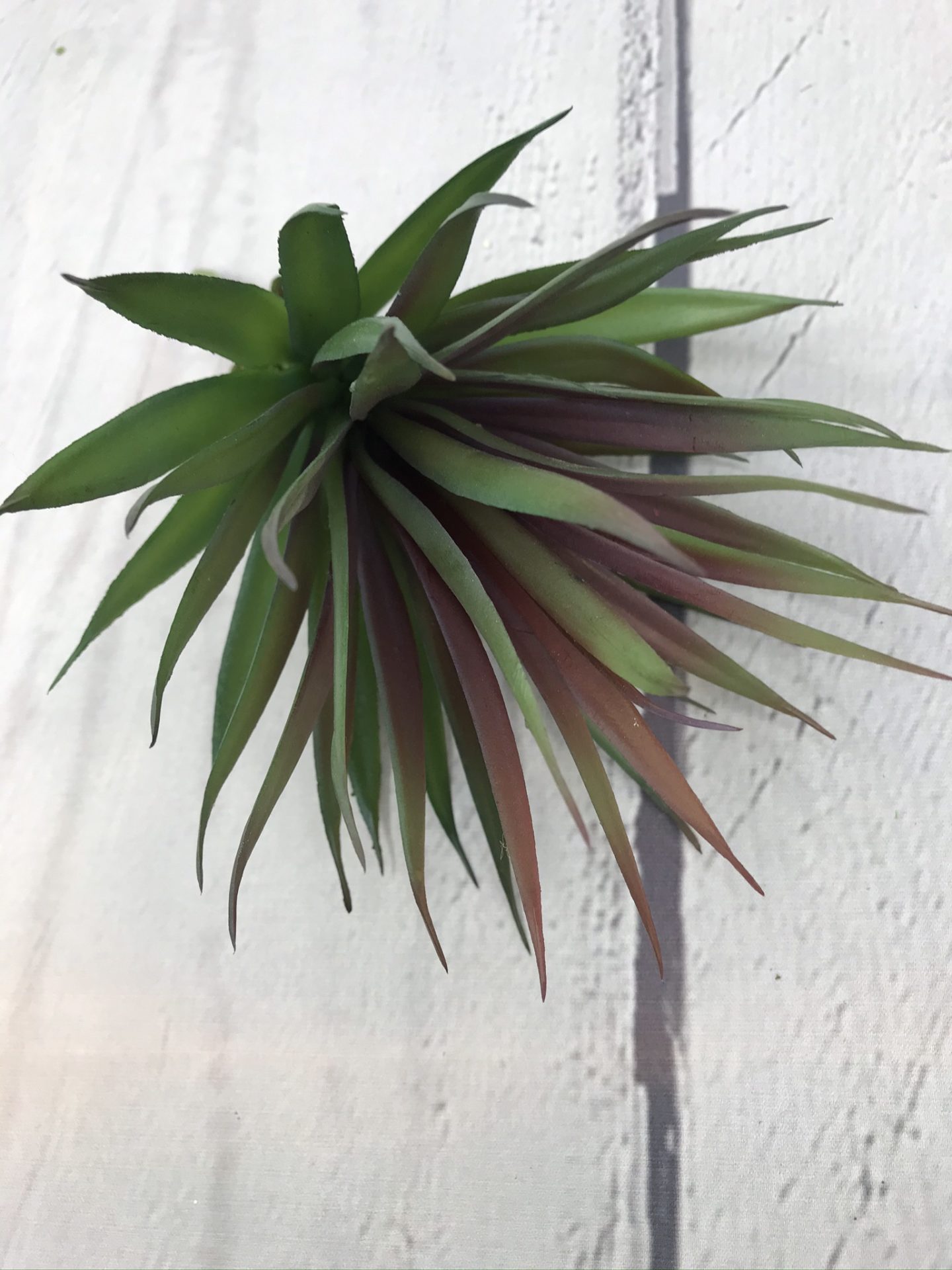 Pink Green Agave - Kelea's Florals