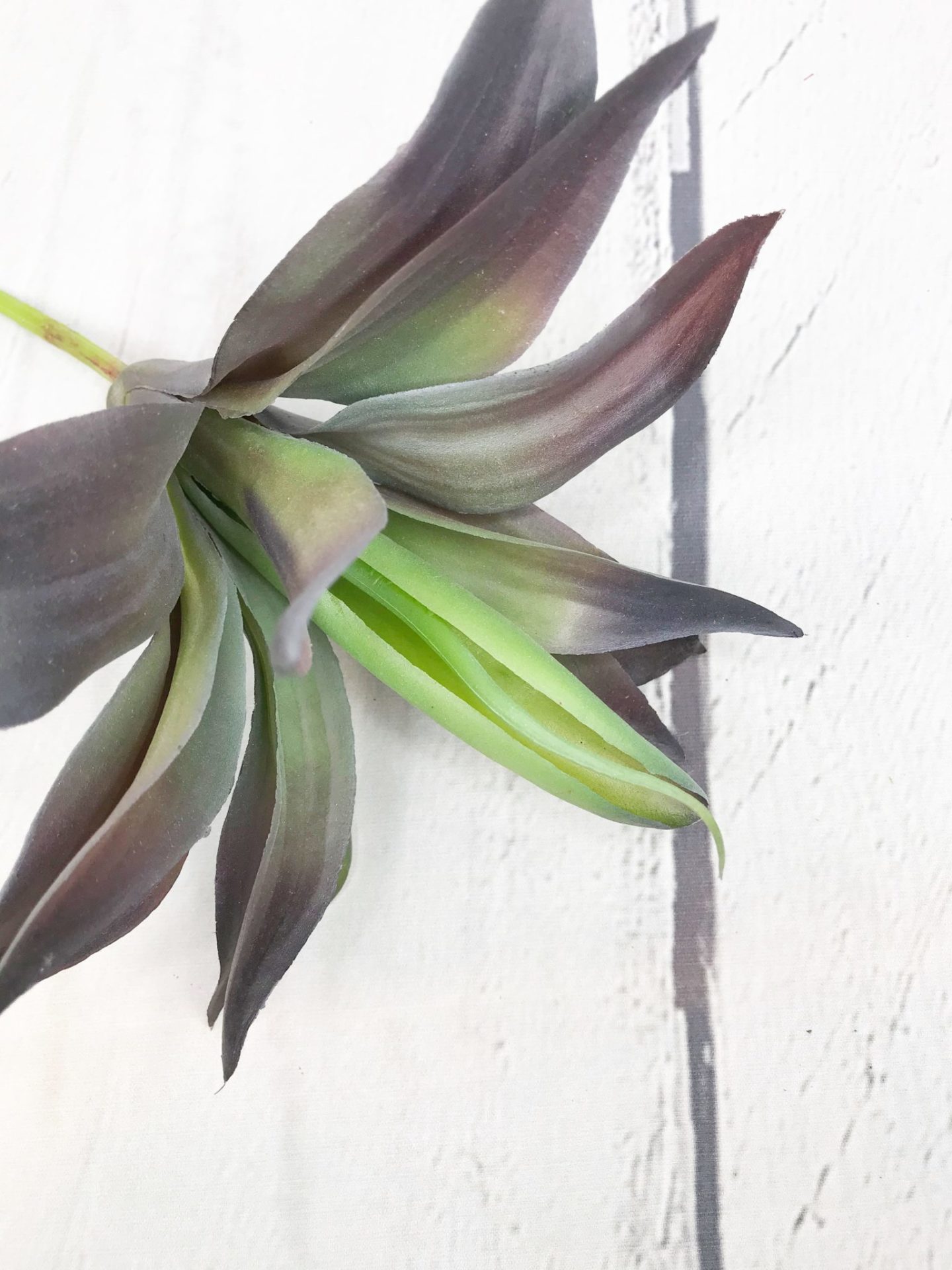 Purple Green Agave - Kelea's Florals