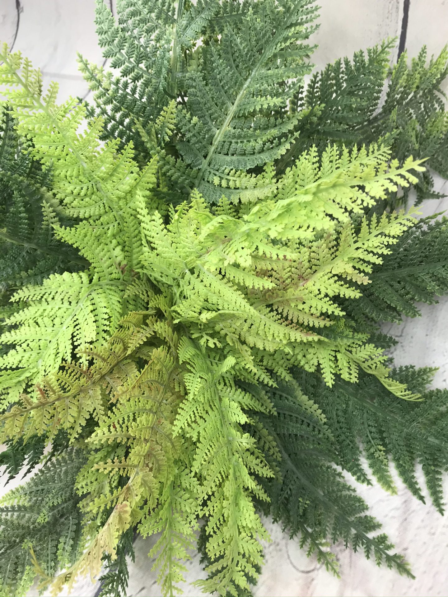Ruffle Fern Bush - Kelea's Florals