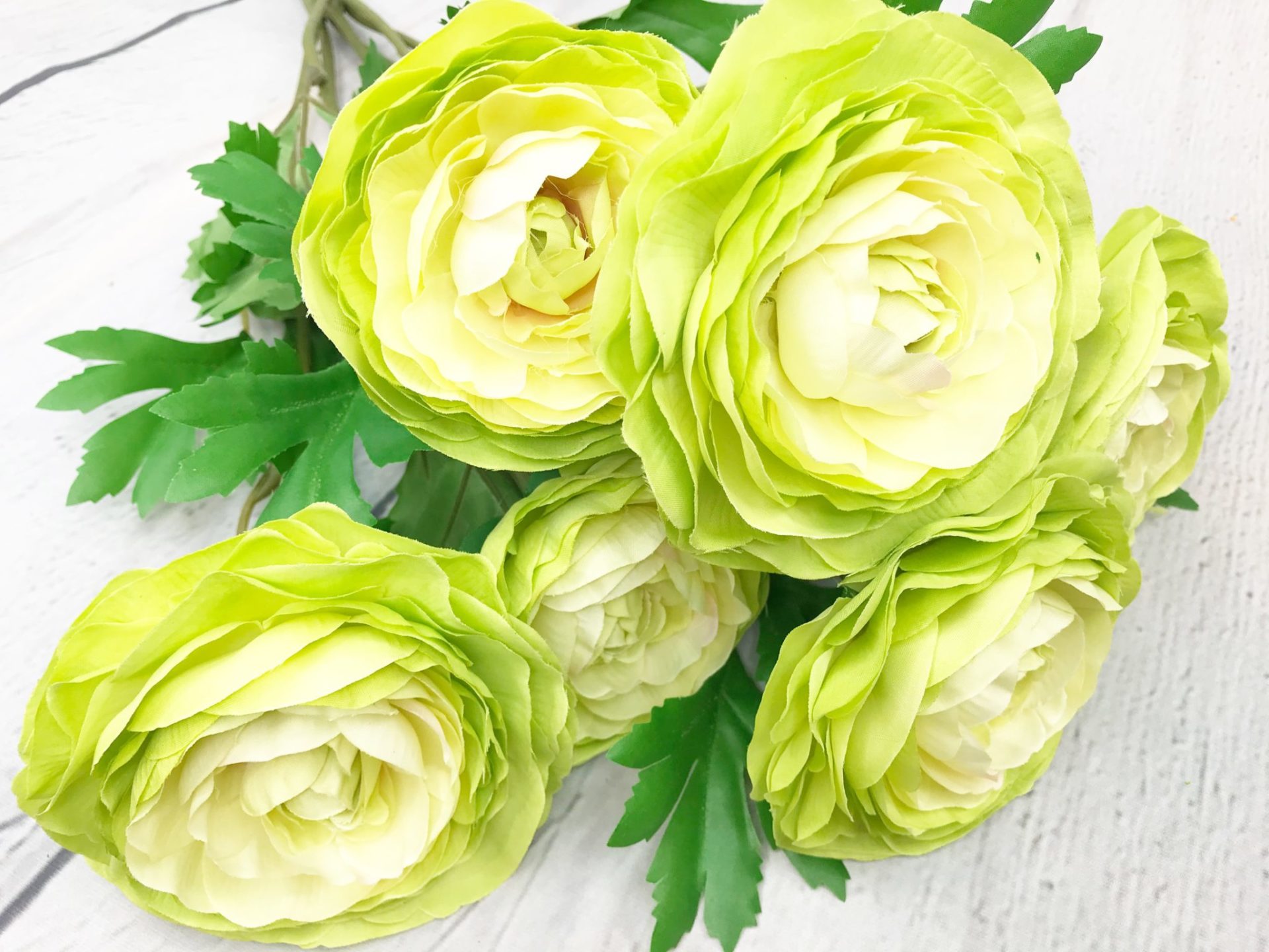 Large Green Ranunculus Bush - Kelea's Florals