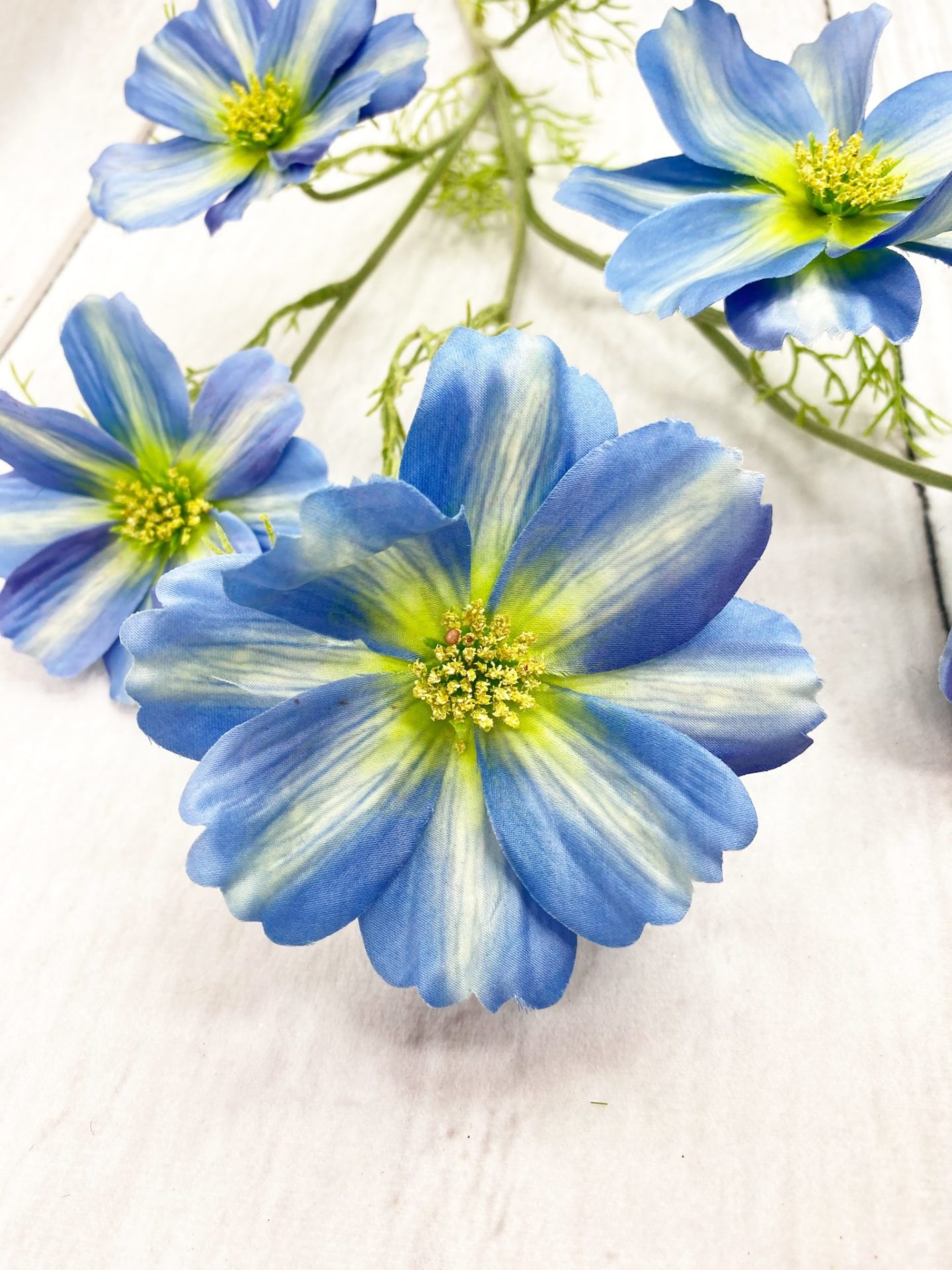 Blue Cosmo Stem - Kelea's Florals