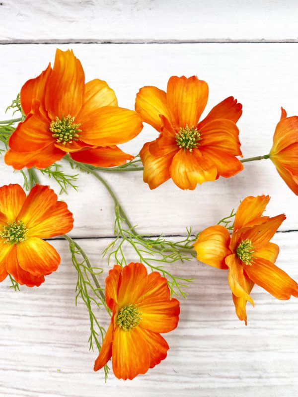 Orange Cosmo Stem - Kelea's Florals