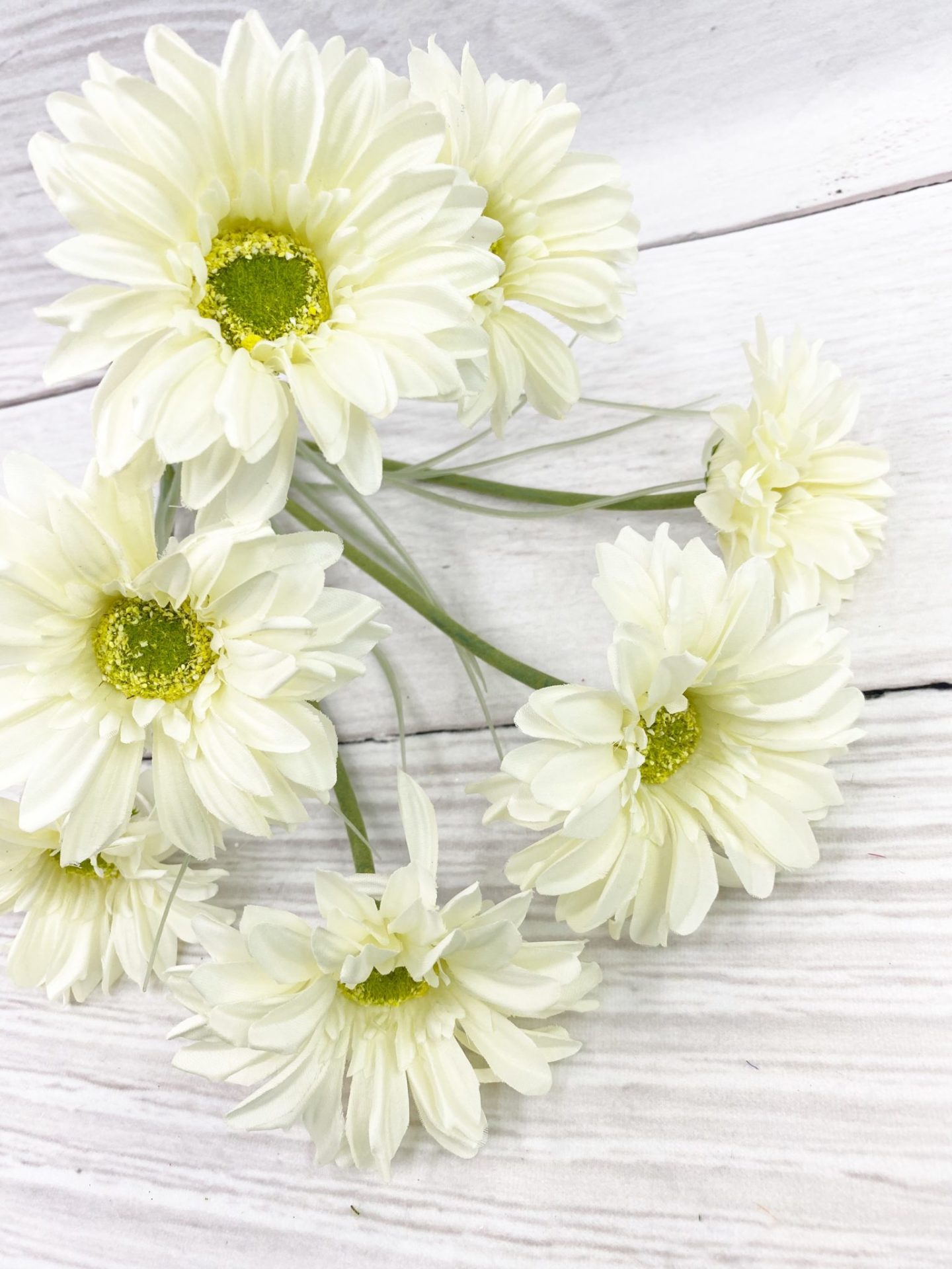 Cream Paris Daisy Bush - Kelea's Florals