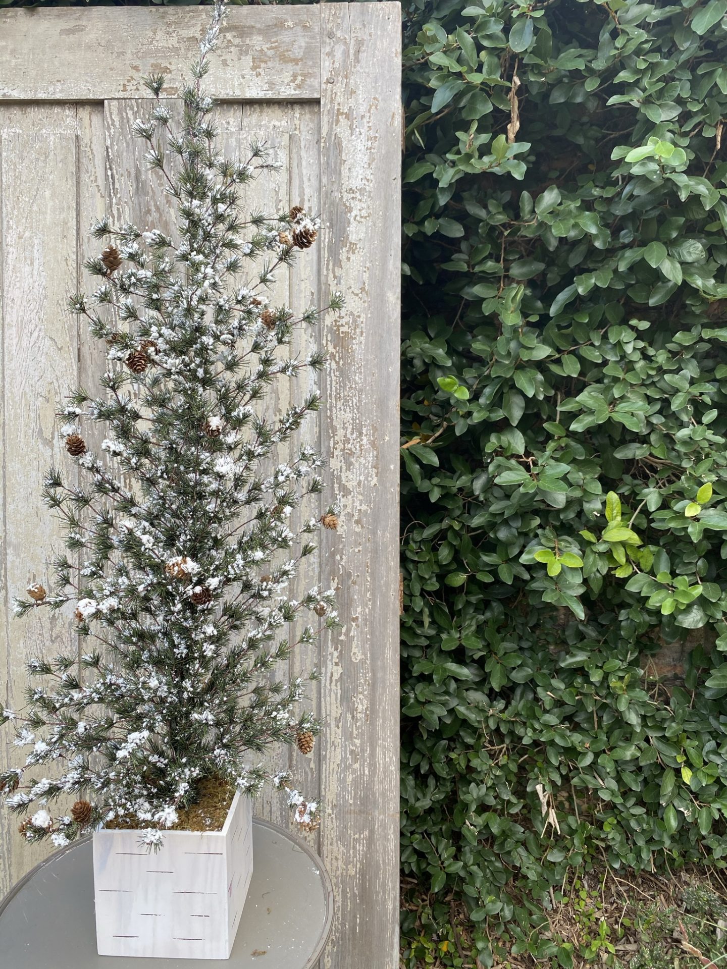 Large Snow Ming Pine Tree - Kelea's Florals