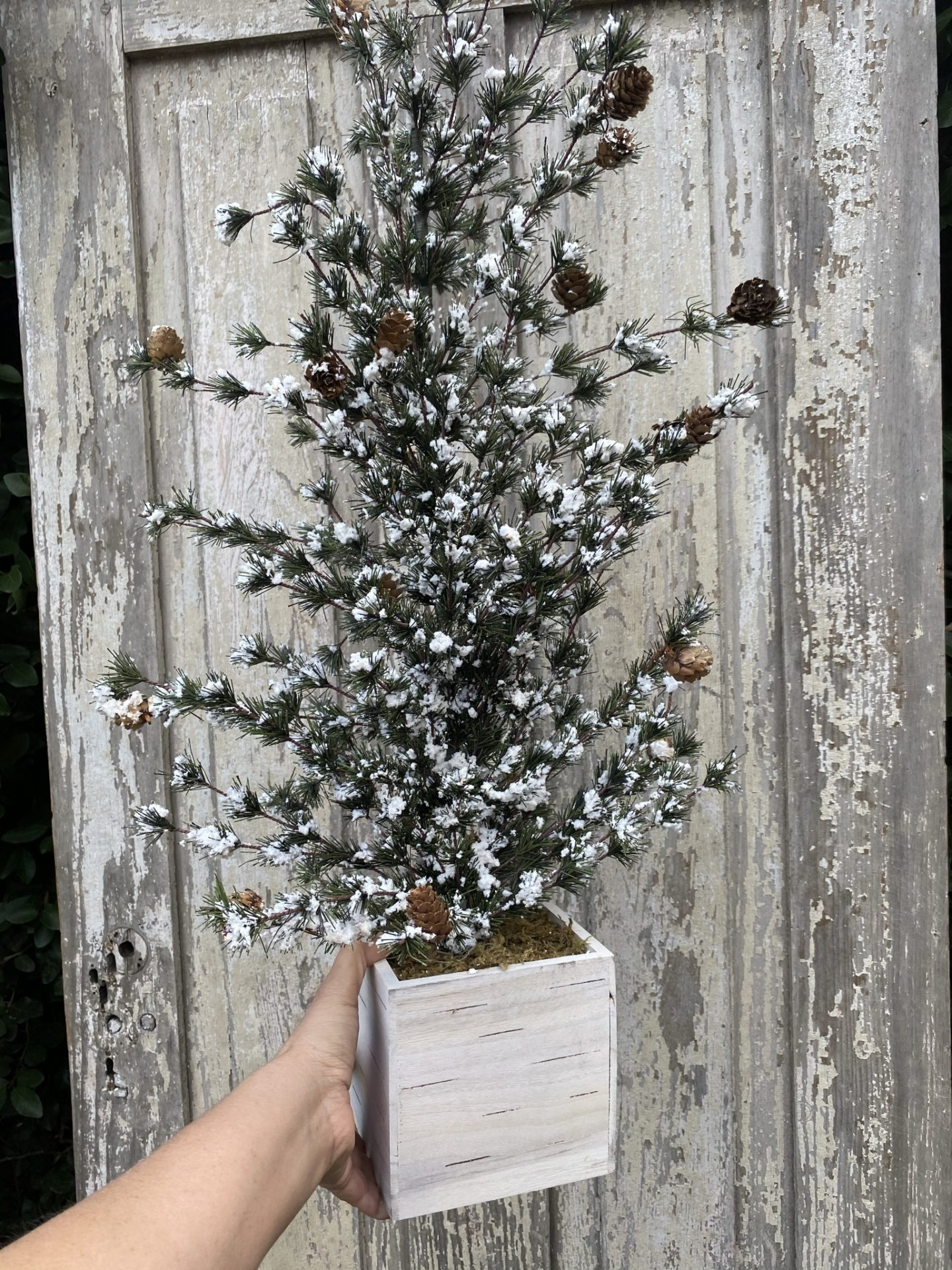 Medium Snow Ming Pine Tree - Kelea's Florals