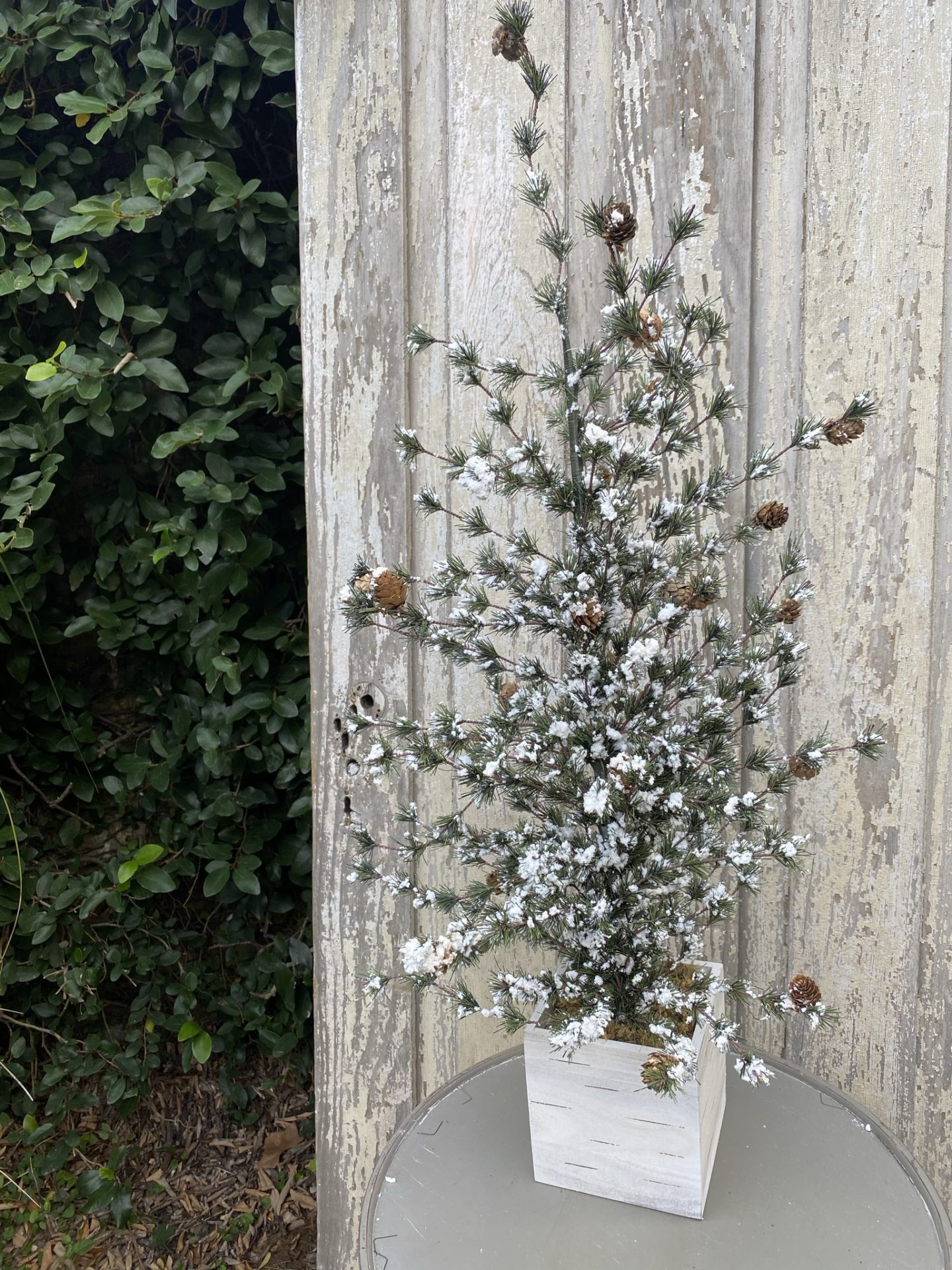 Medium Snow Ming Pine Tree - Kelea's Florals