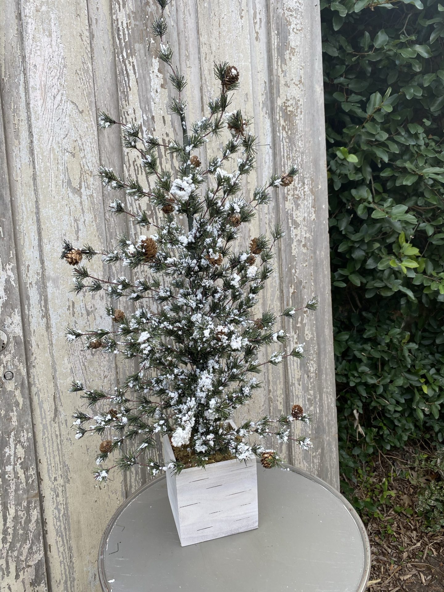 Medium Snow Ming Pine Tree - Kelea's Florals