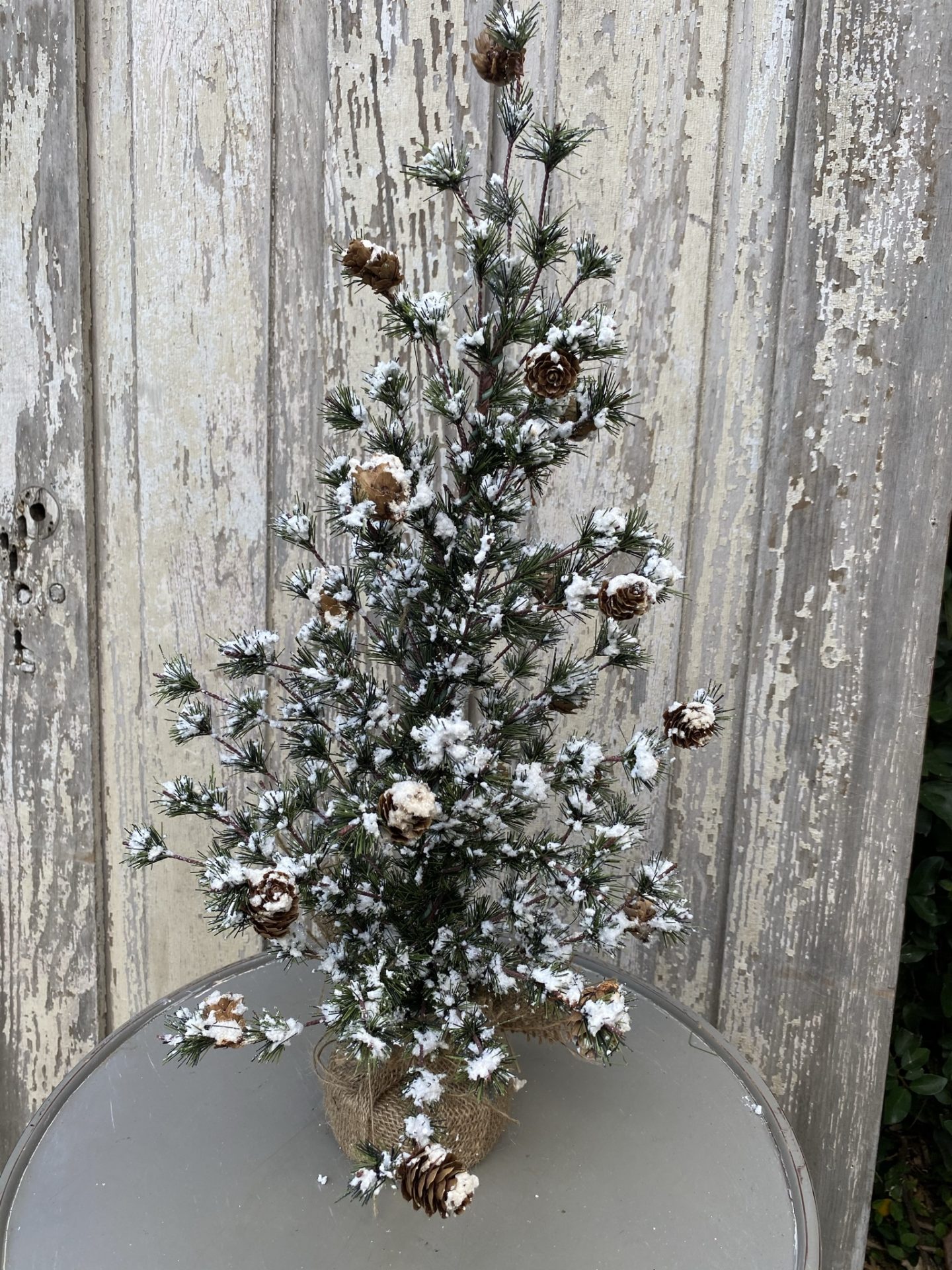 Small Snow Ming Pine Tree - Kelea's Florals