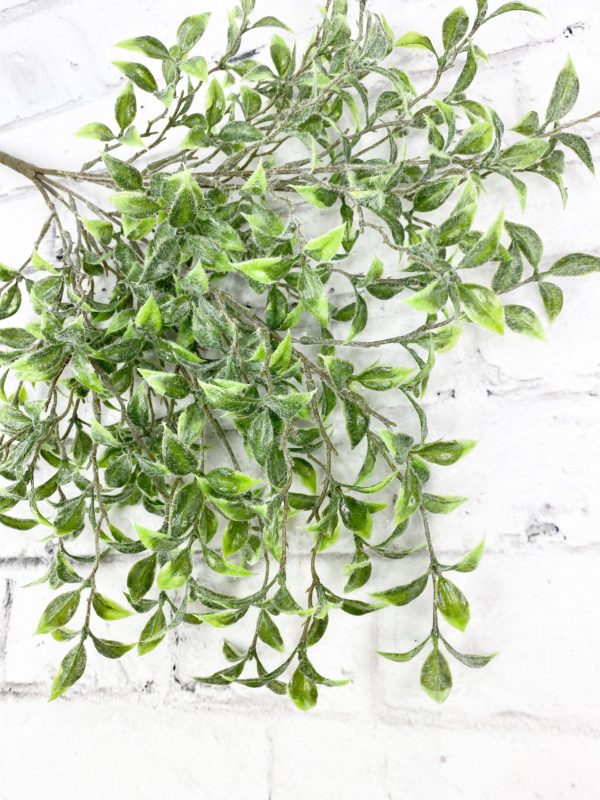 Frosted Tea Leaf Bush - Kelea's Florals