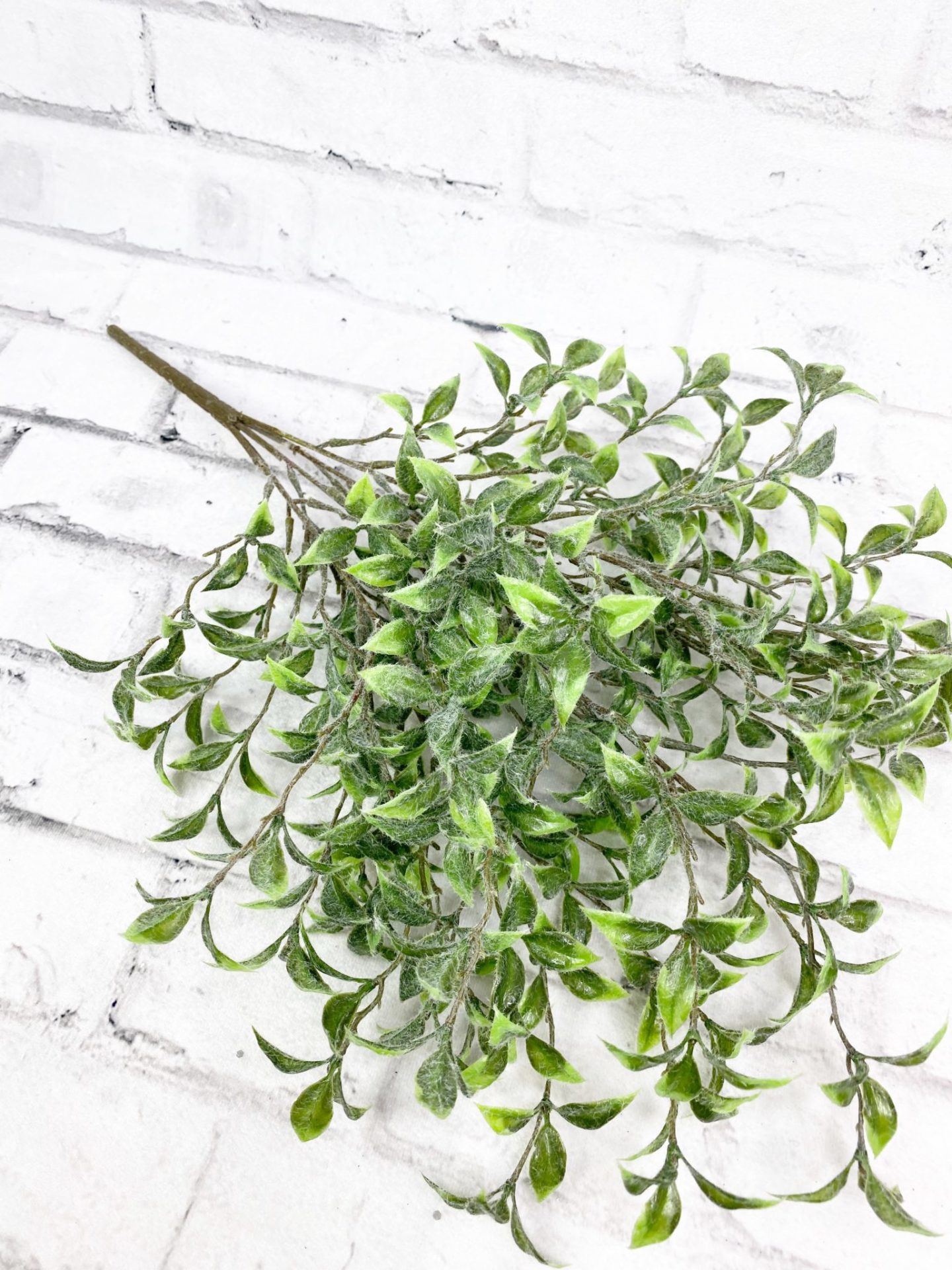 Frosted Tea Leaf Bush - Kelea's Florals