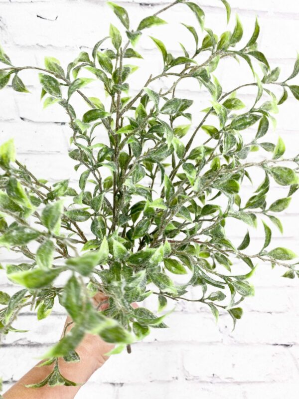 Frosted Tea Leaf Bush - Kelea's Florals