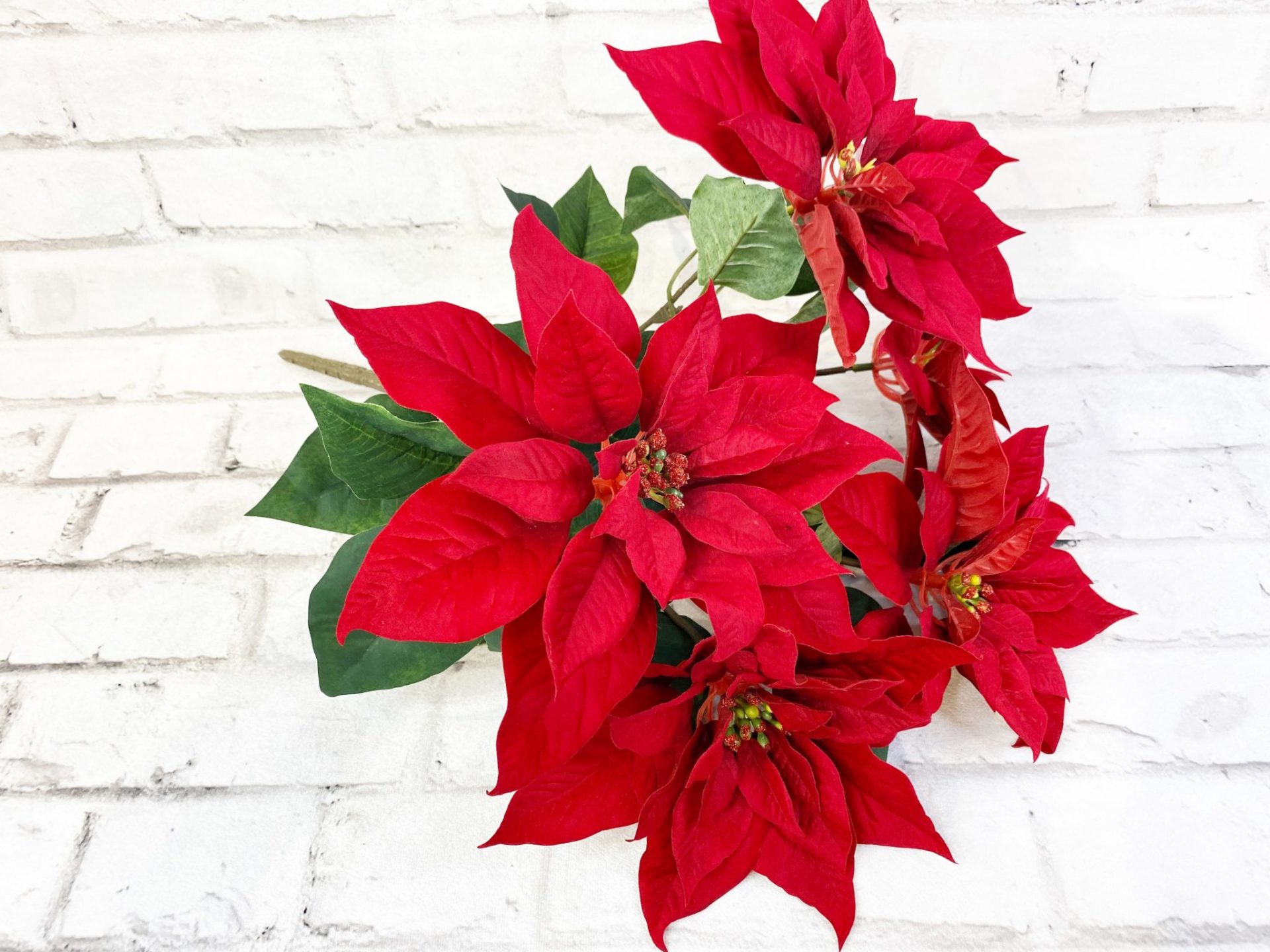 Velvet Poinsettia Bush - Kelea's Florals