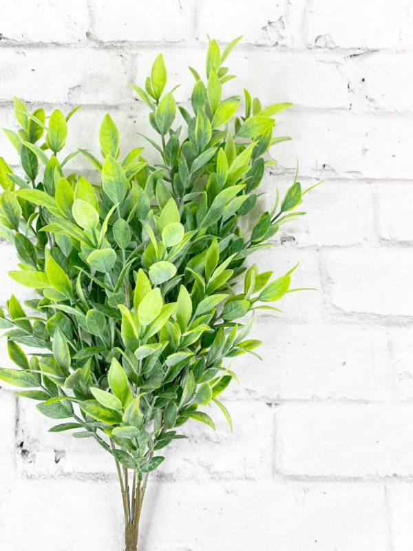Ruscus Greenery Bush - Kelea's Florals