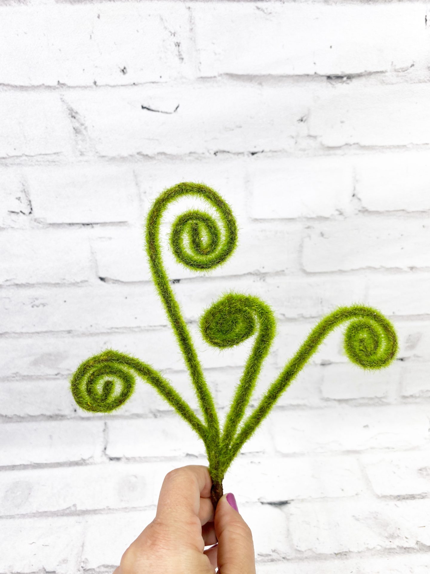 Moss Curly Pick - Kelea's Florals