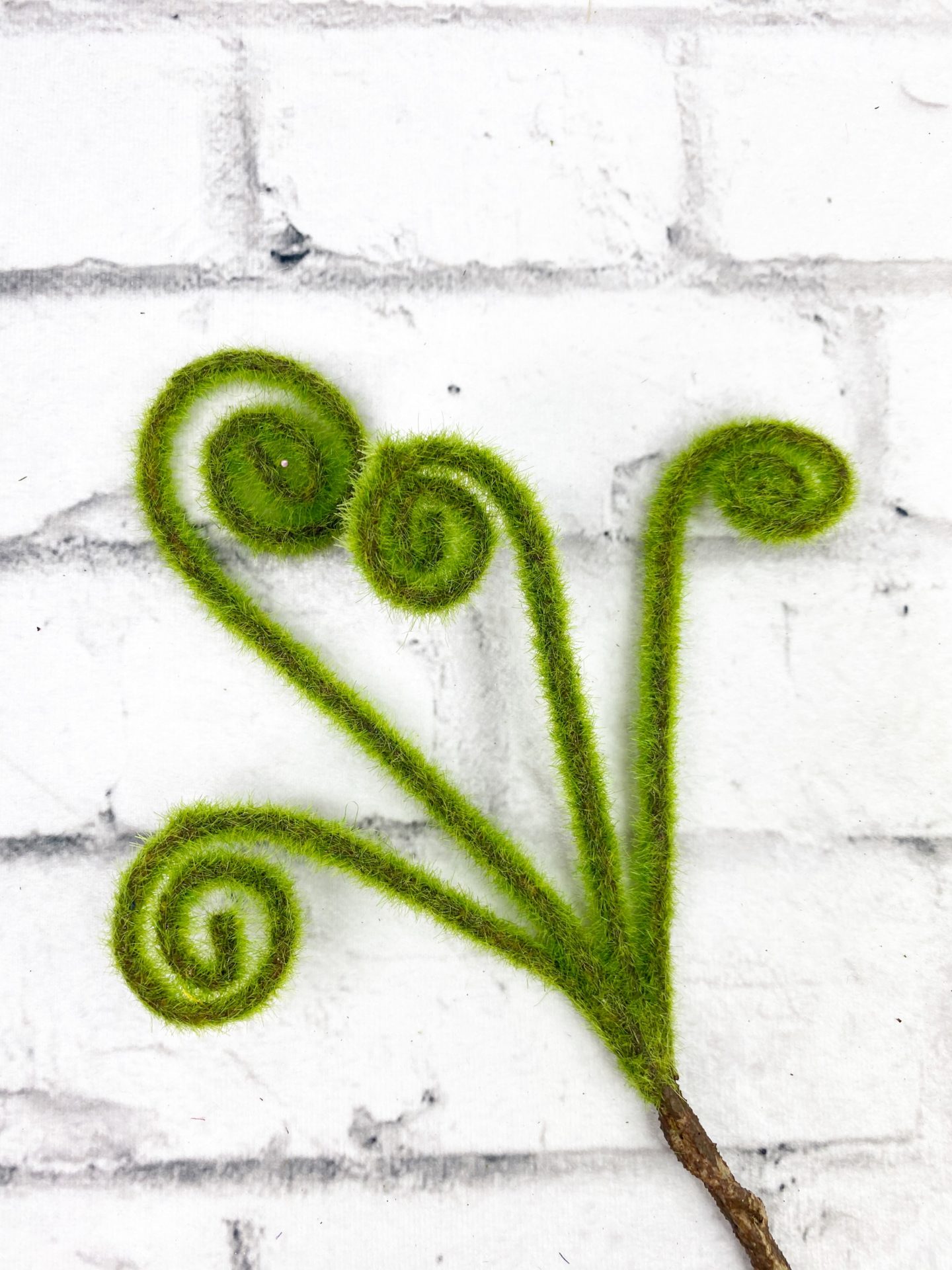 Moss Curly Pick - Kelea's Florals
