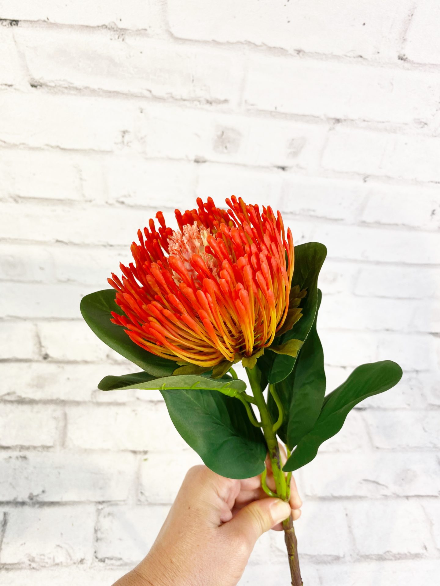 Orange Needle Protea Stem - Kelea's Florals