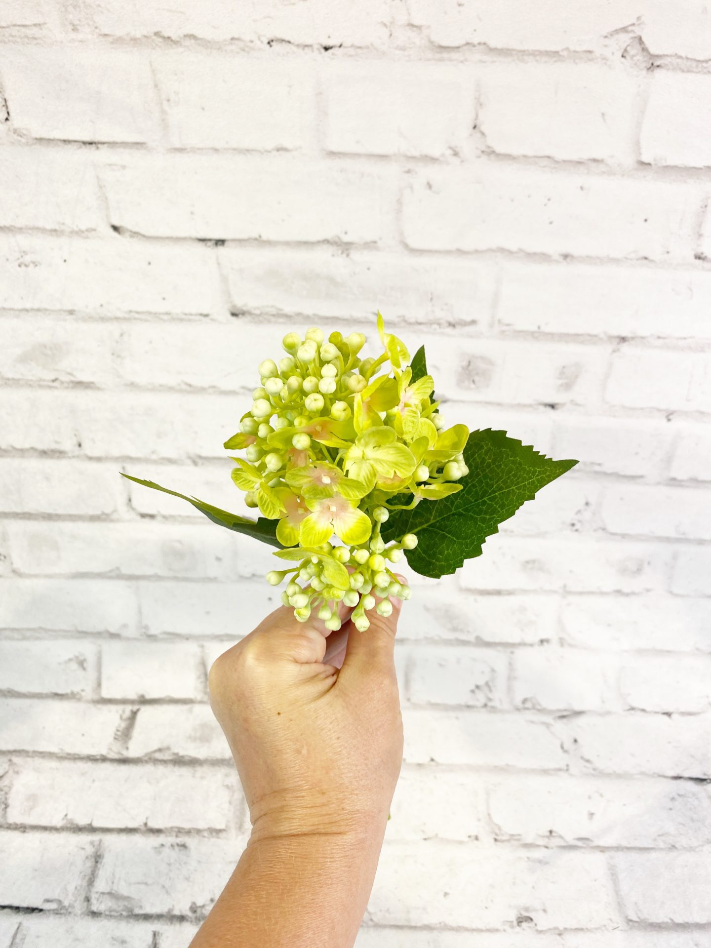 Green Budding Hydrangea - Kelea's Florals