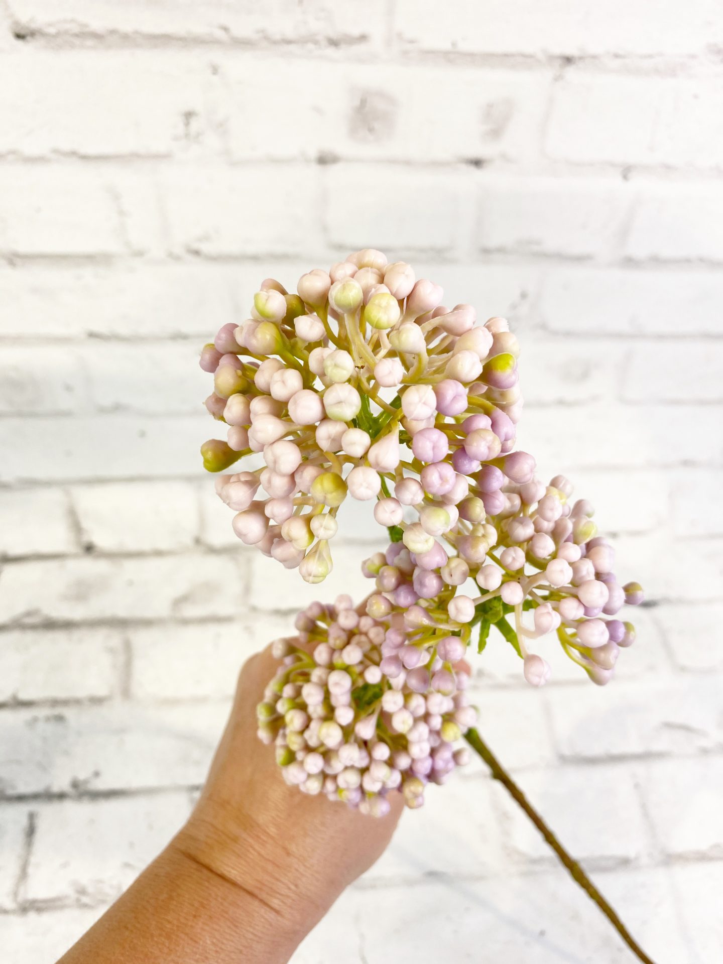 Liliac Mini Allium Stem - Kelea's Florals