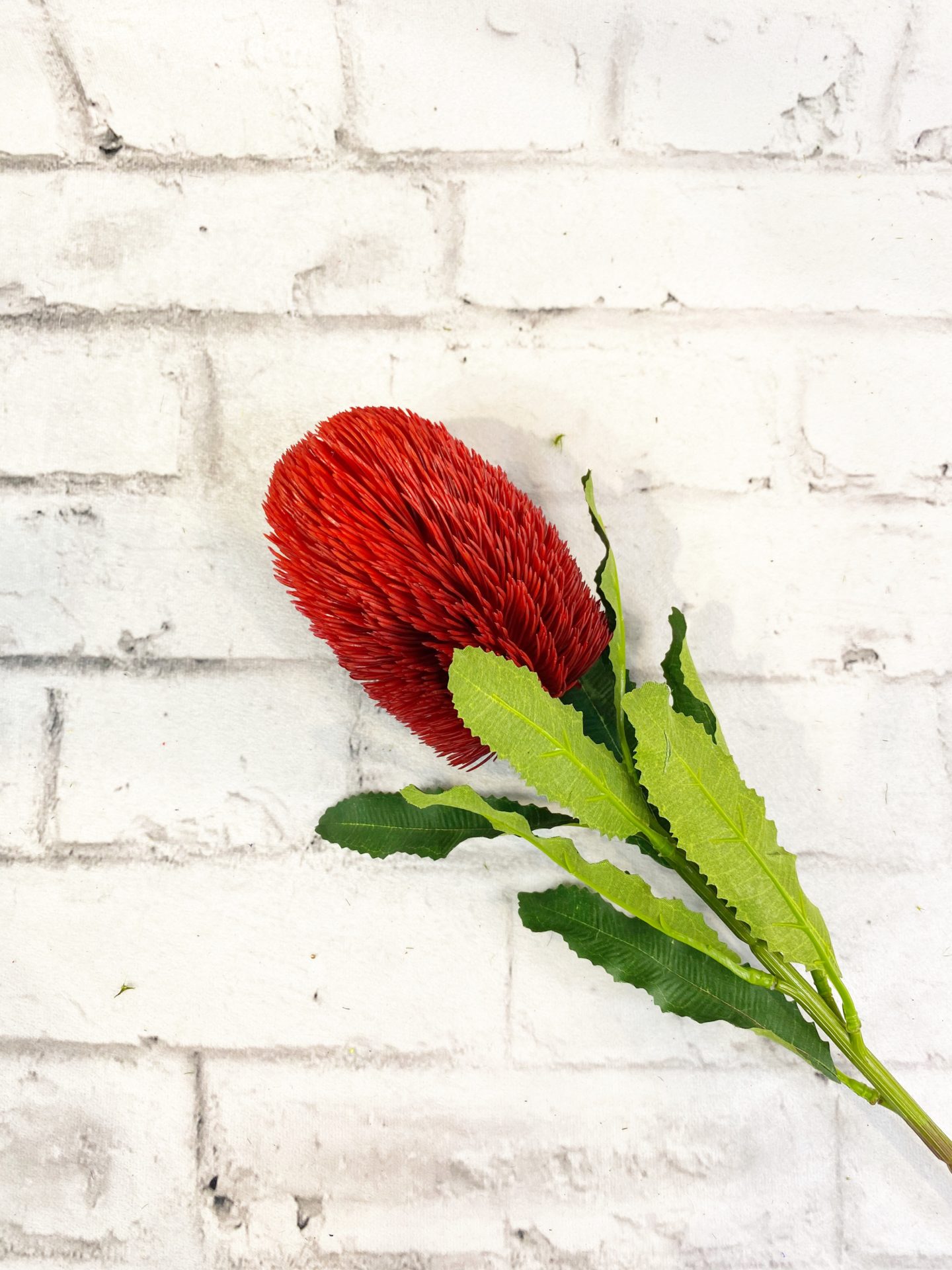 Red Back Sia Stem - Kelea's Florals