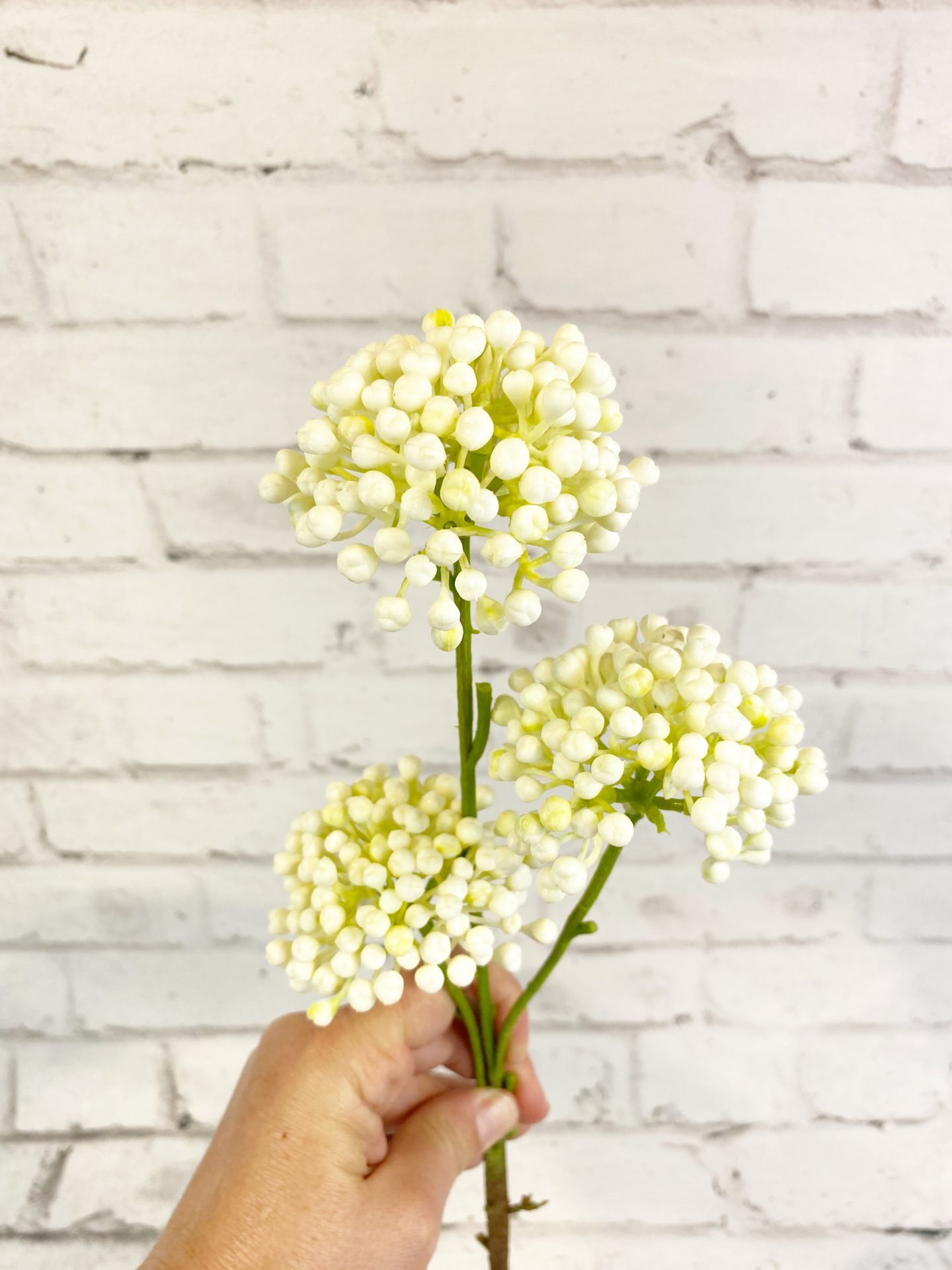 Cream Mini Allium Stem - Kelea's Florals