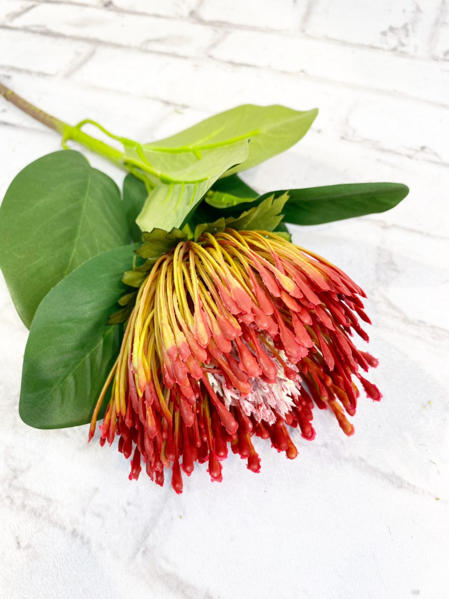 Dark Red Needle Proeta Stem - Kelea's Florals