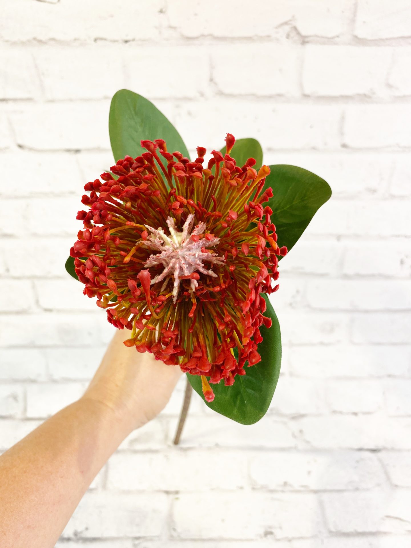 Dark Red Needle Proeta Stem - Kelea's Florals