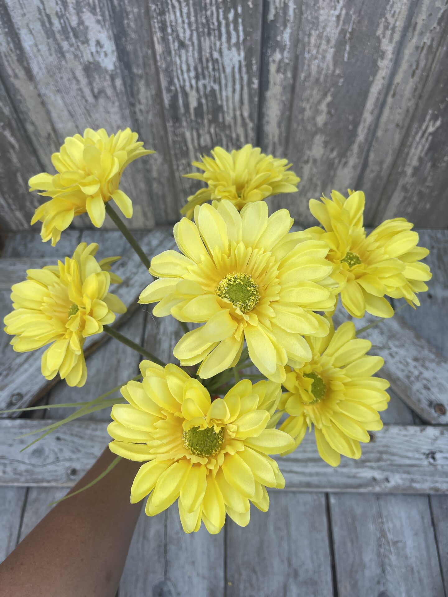 Yellow Paris Daisy Bush - Kelea's Florals