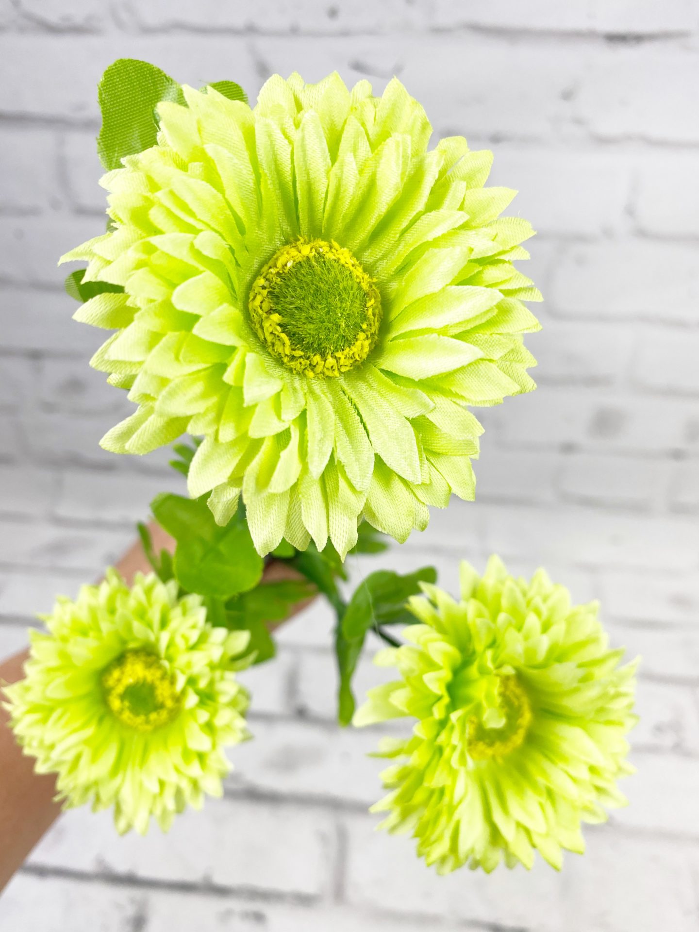 Green Gerber Spray - Kelea's Florals