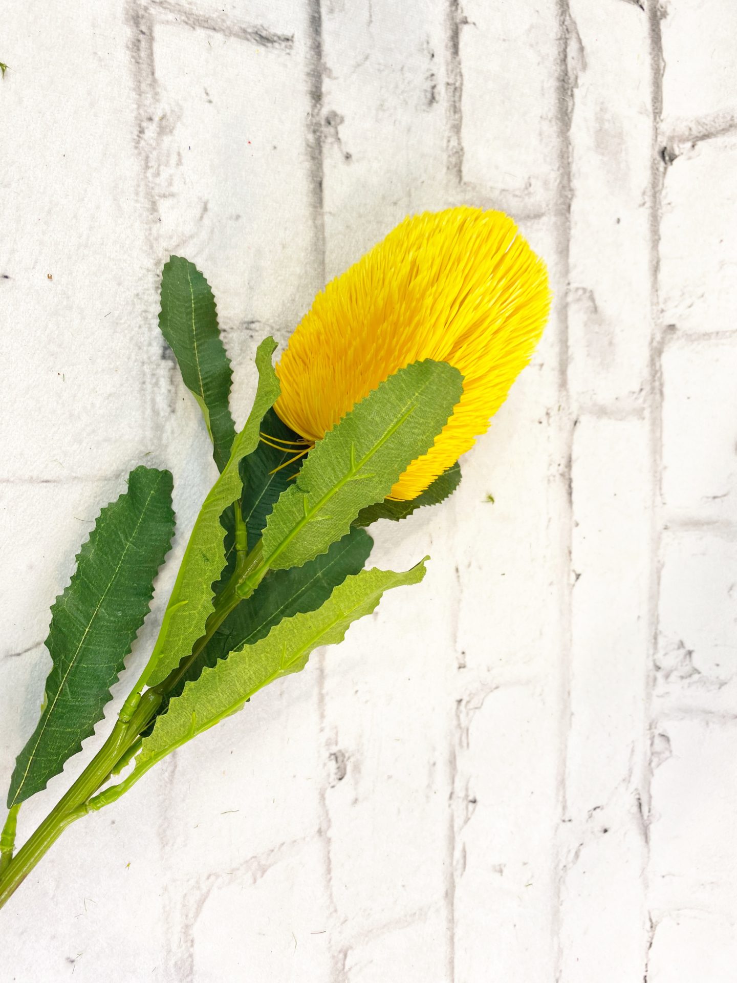 Yellow Back Sia Stem - Kelea's Florals