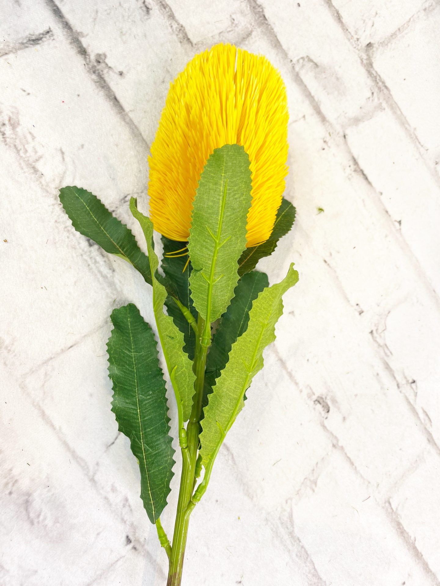 Yellow Back Sia Stem - Kelea's Florals