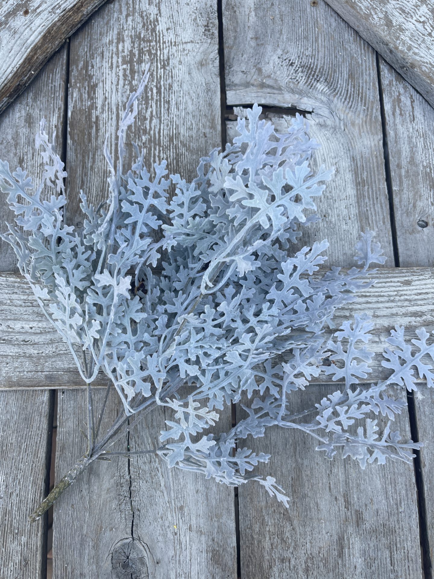 Dusty Miller - Kelea's Florals