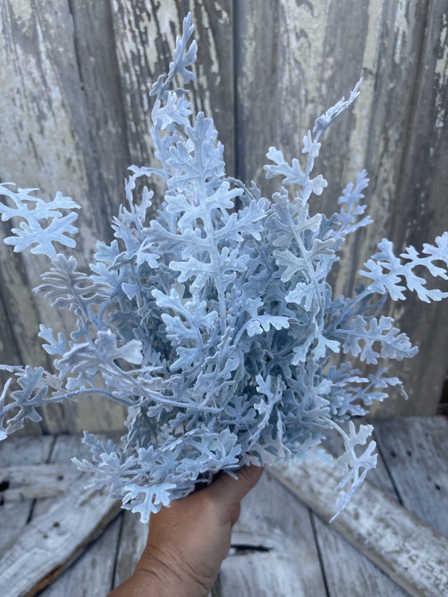 Dusty Miller - Kelea's Florals