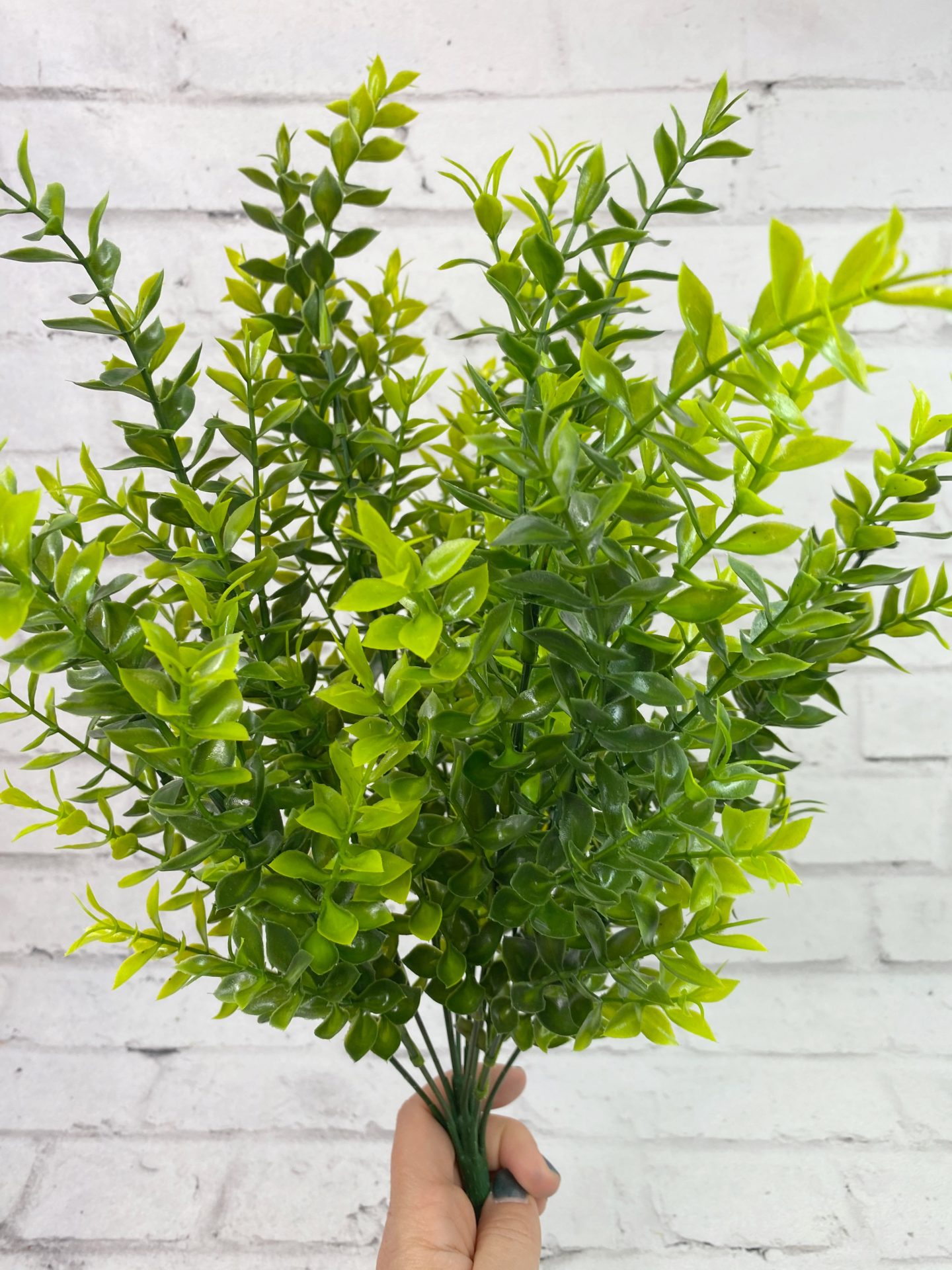 Tea Leaf Bush - Kelea's Florals