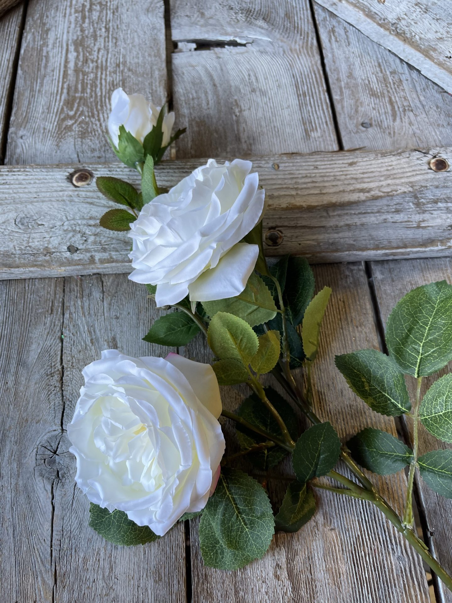 White Austin Rose Bush - Kelea's Florals