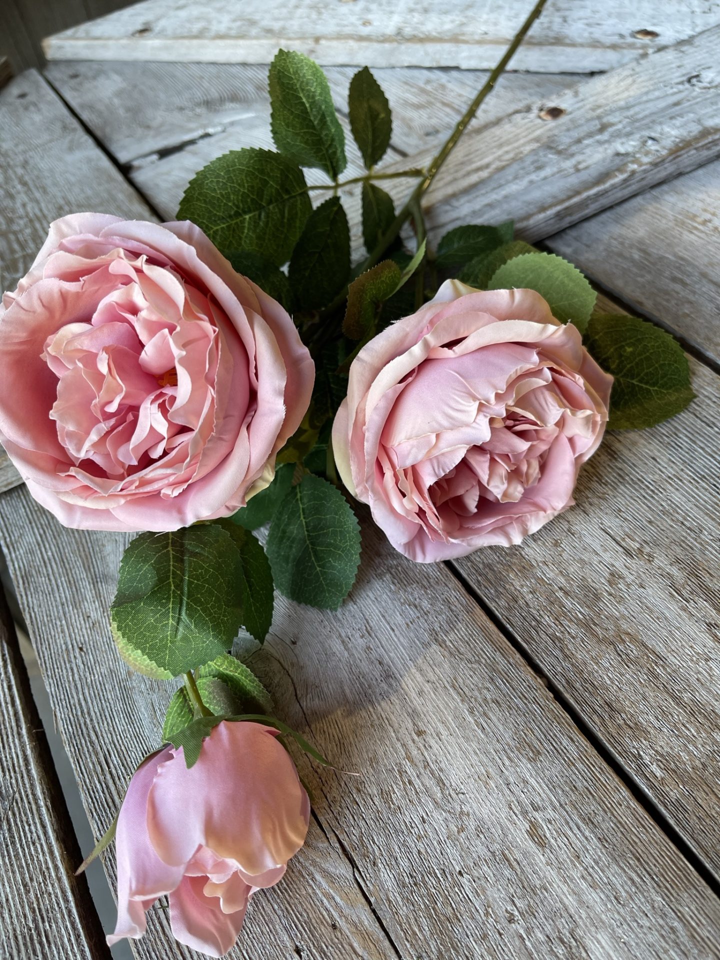 Mauve Austin Rose Bush - Kelea's Florals