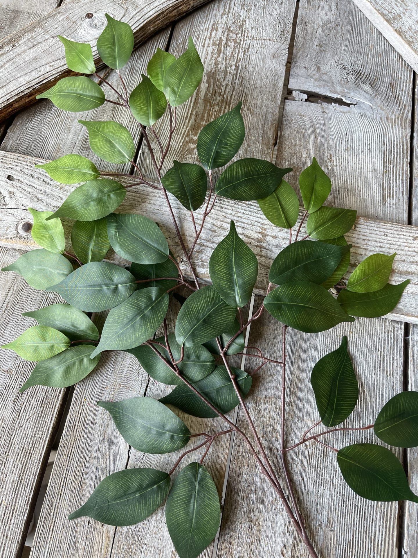 Set 12- Green Ficus Leaves Stem - Kelea's Florals